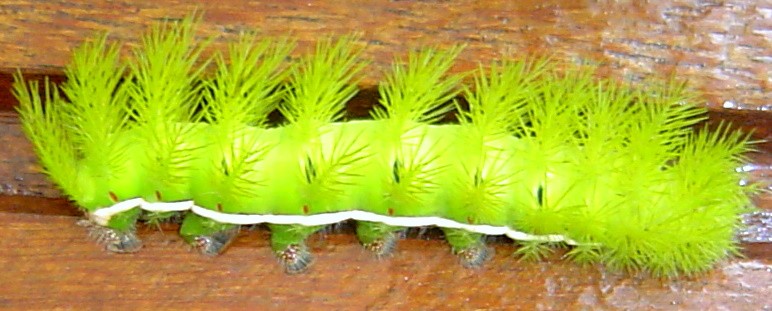 Automeris illustris - World of Butterflies and Moths