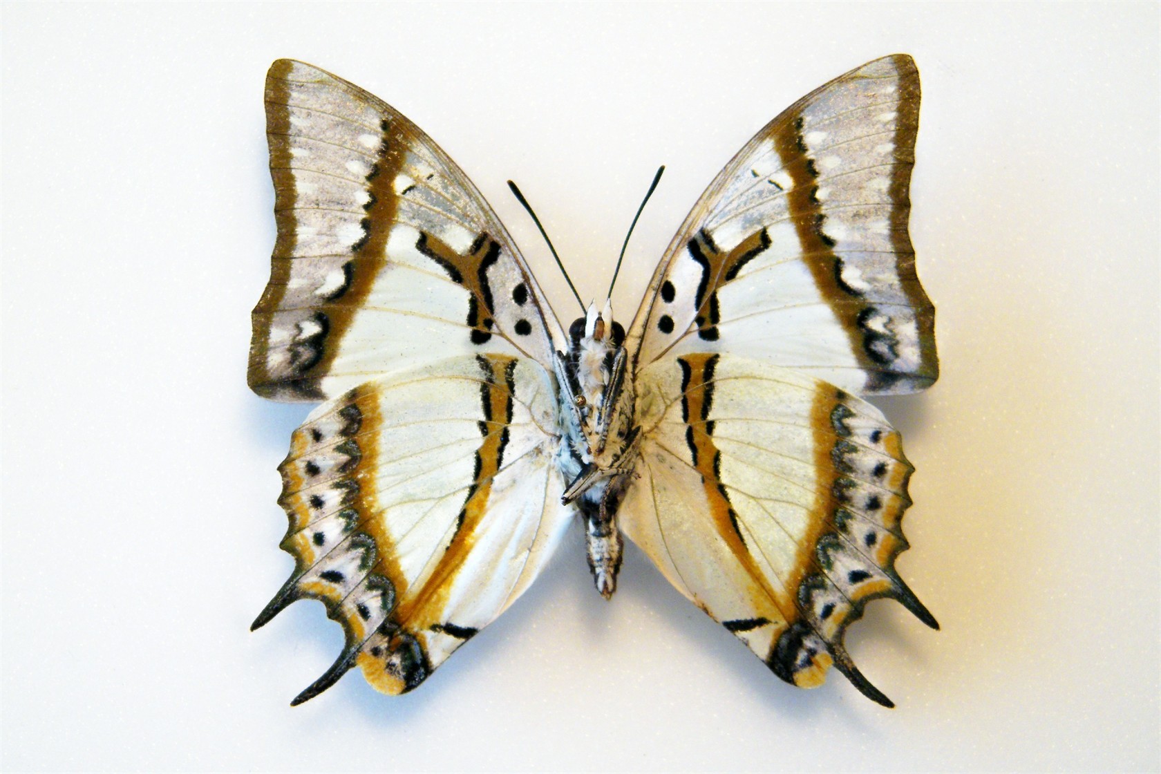 Polyura eudamippus THAILAND - World of Butterflies and Moths