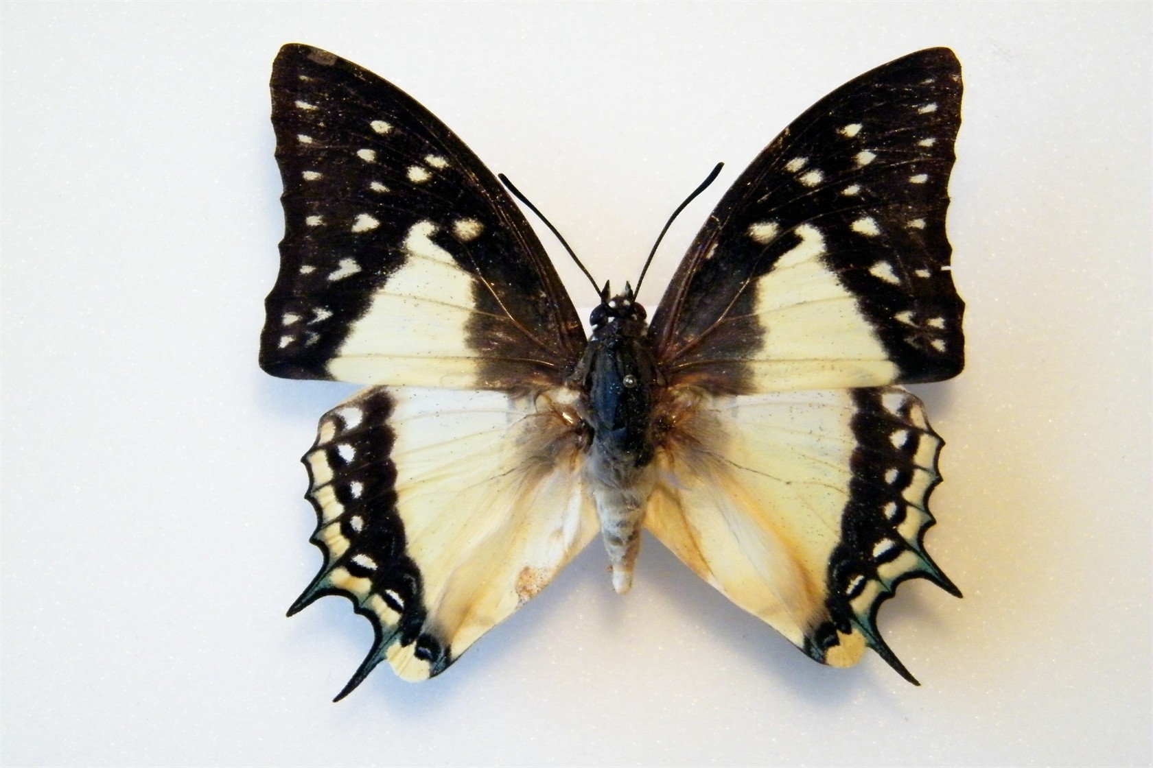 Polyura eudamippus THAILAND - World of Butterflies and Moths