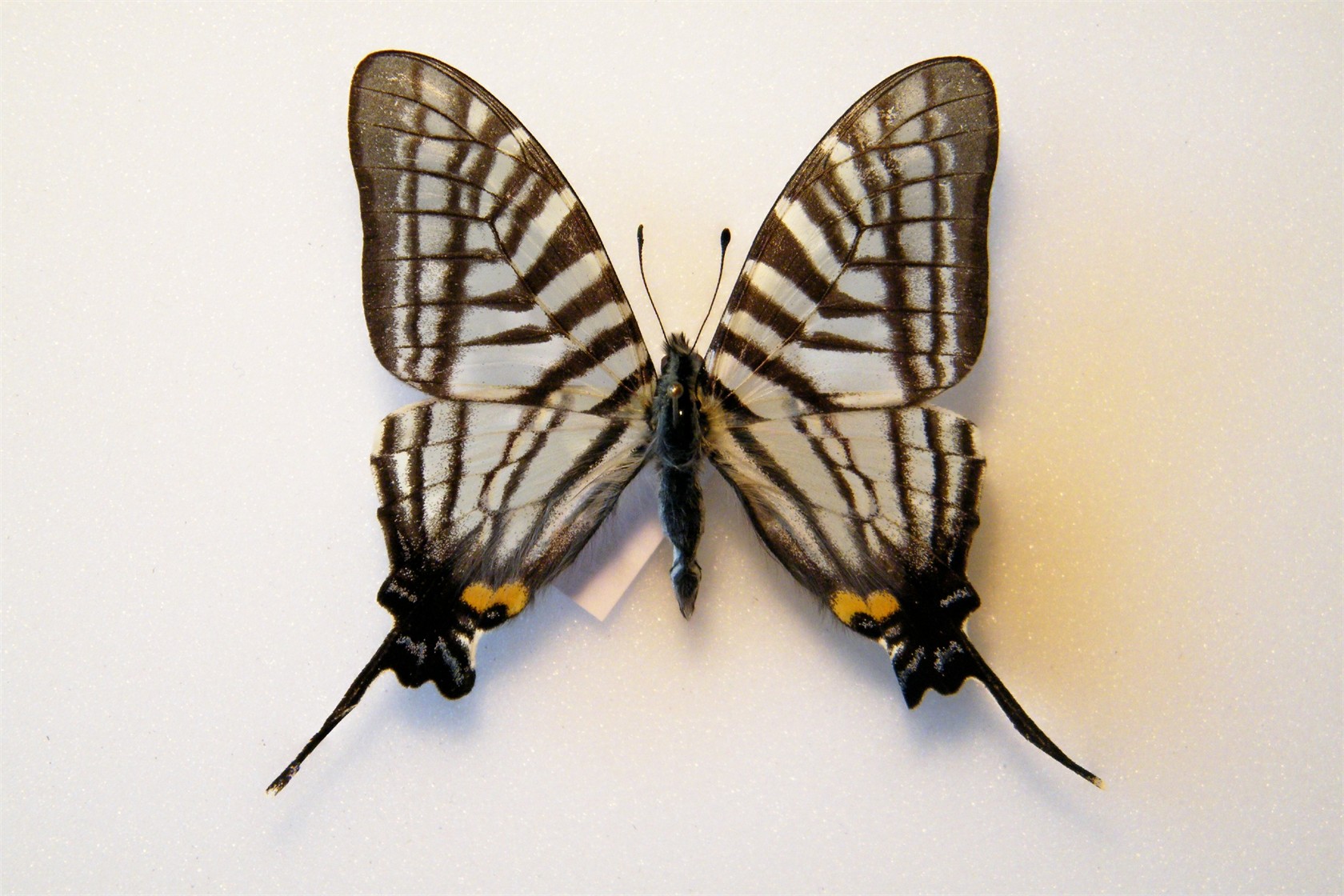 Graphium (Pazala) eurous CHINA - World of Butterflies and Moths