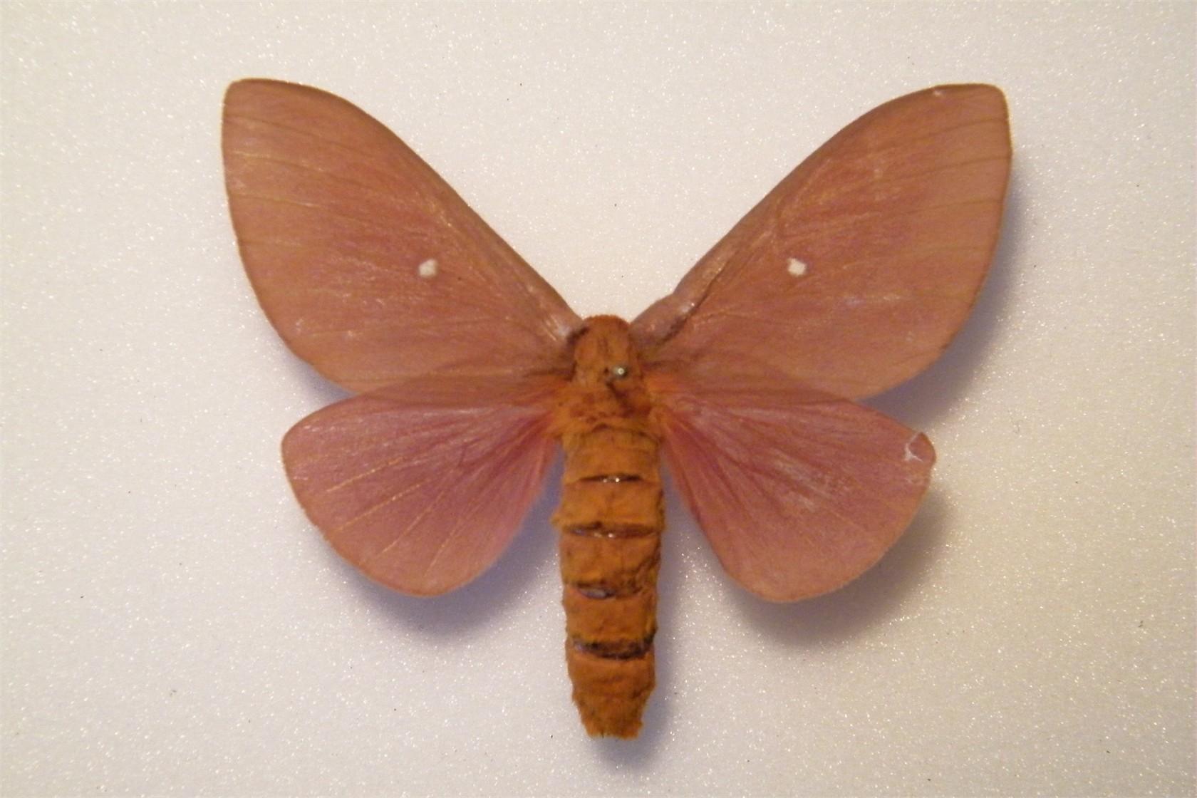 Anisota oslari USA - World of Butterflies and Moths