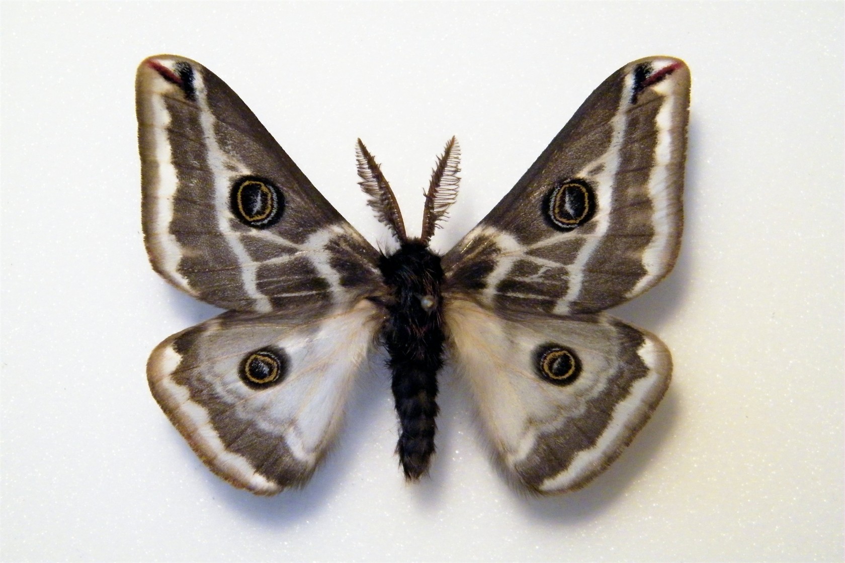 Agapema anona USA - World of Butterflies and Moths