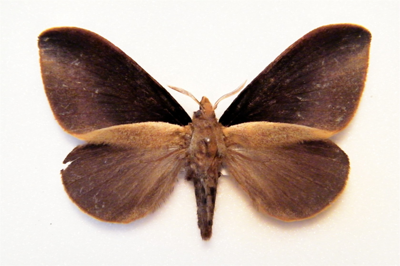 Cerberolebeda styx THAILAND - World of Butterflies and Moths