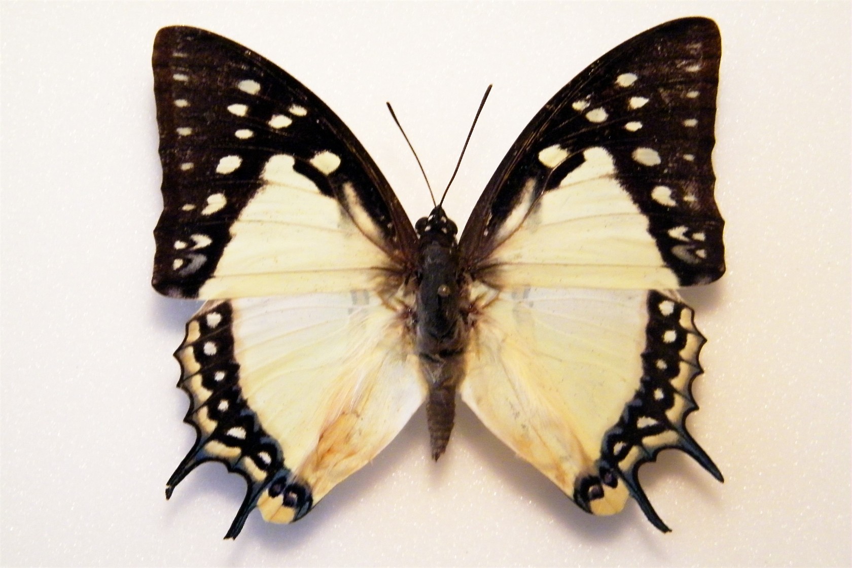 Polyura dolon carolus THAILAND - World of Butterflies and Moths