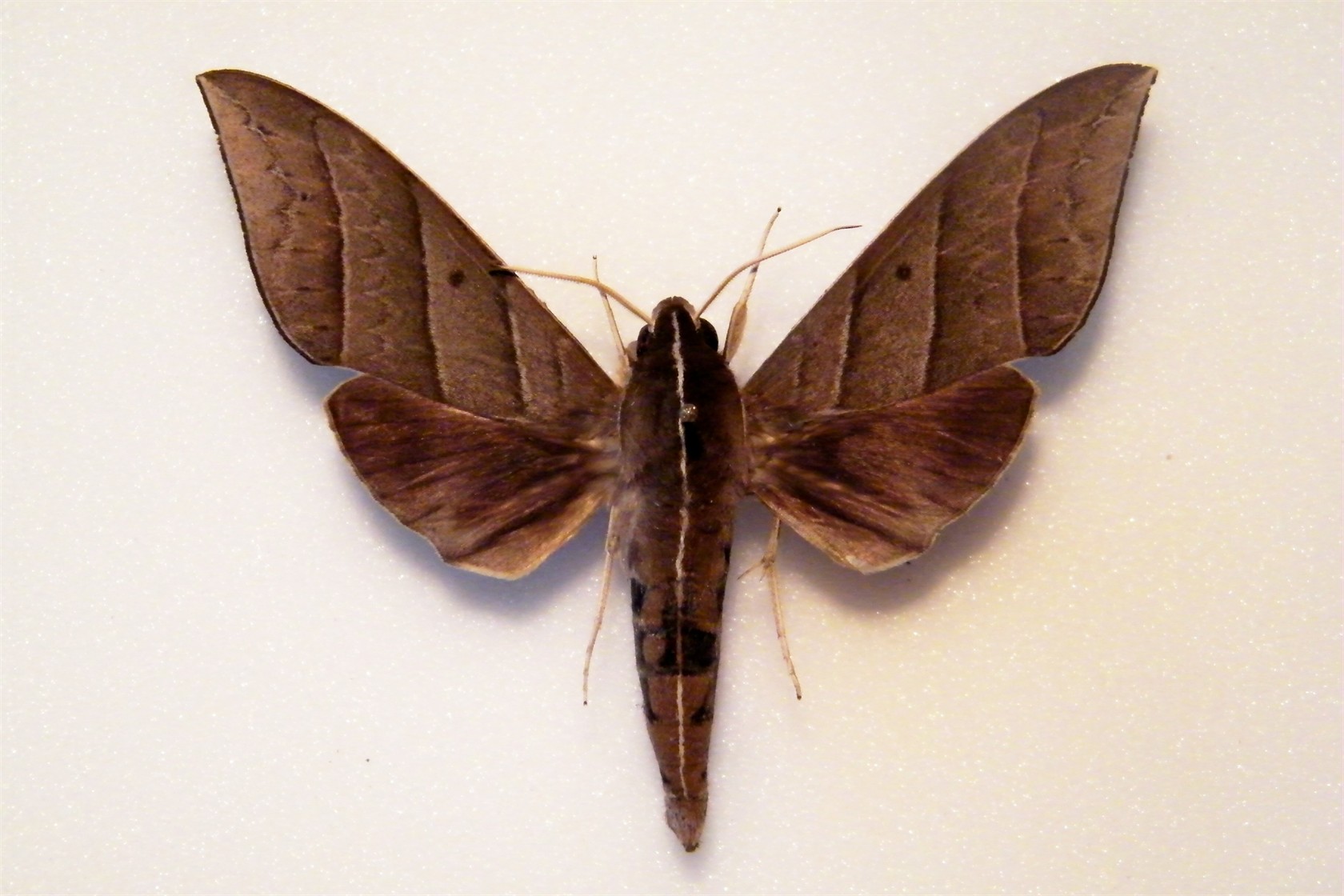 Elibia dolichus CHINA - World of Butterflies and Moths