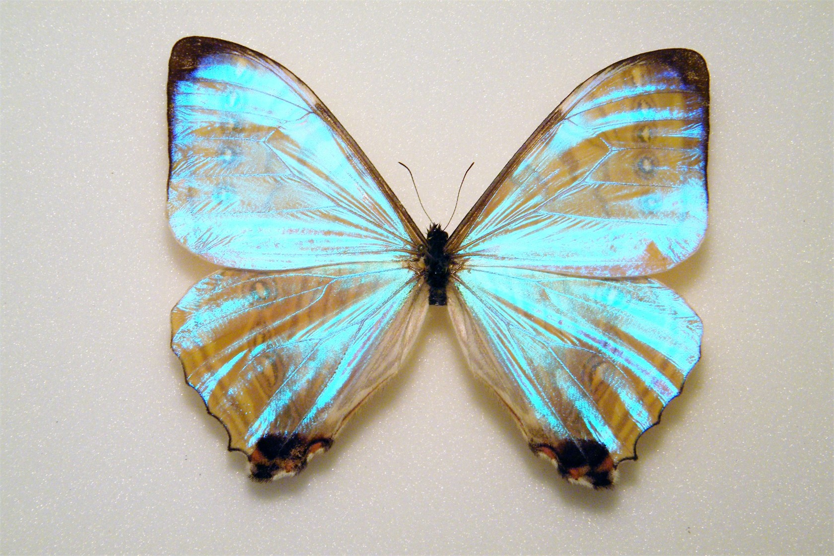 Morpho sulkowskyi Male PERU - World of Butterflies and Moths