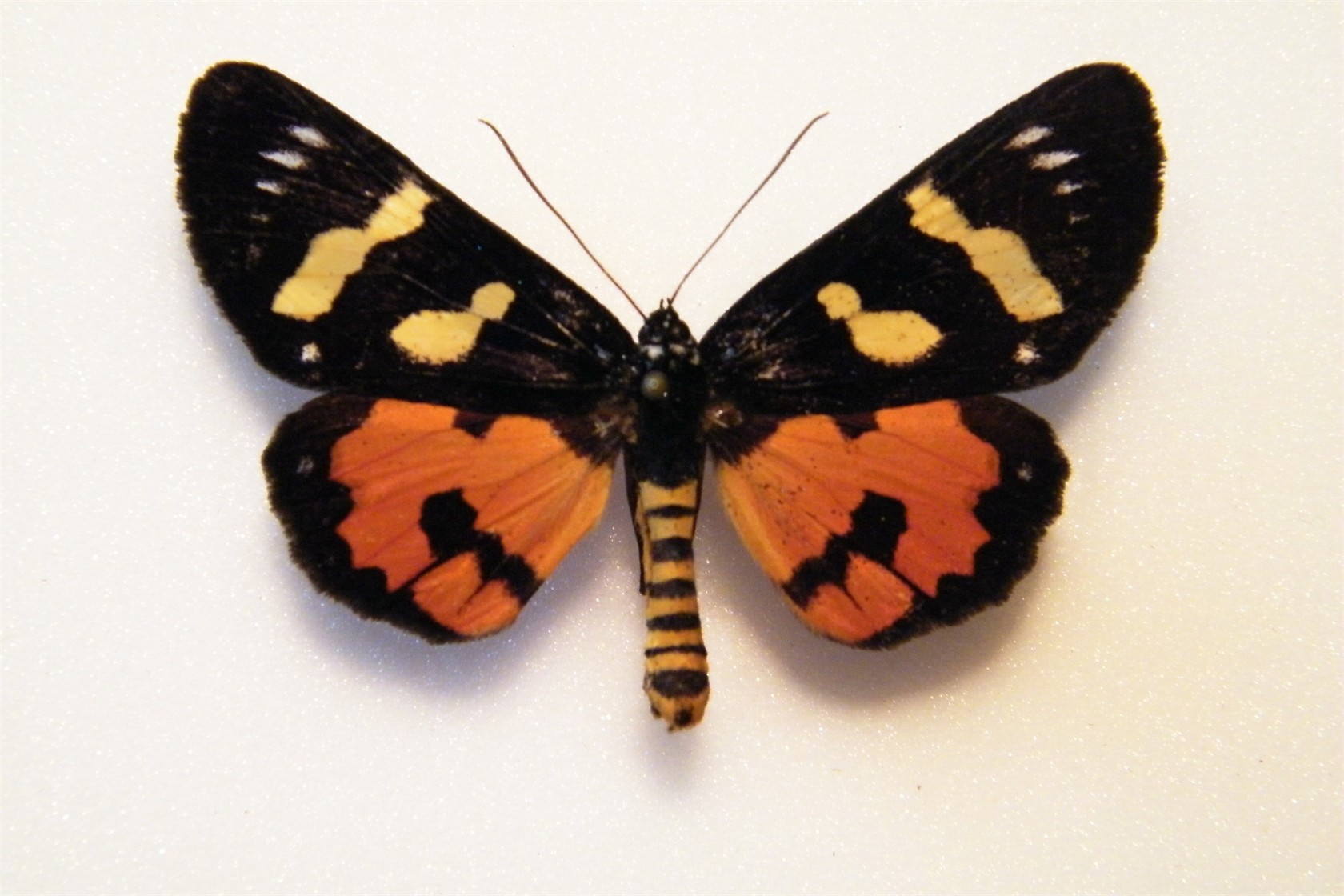 Episteme vetula THAILAND - World of Butterflies and Moths