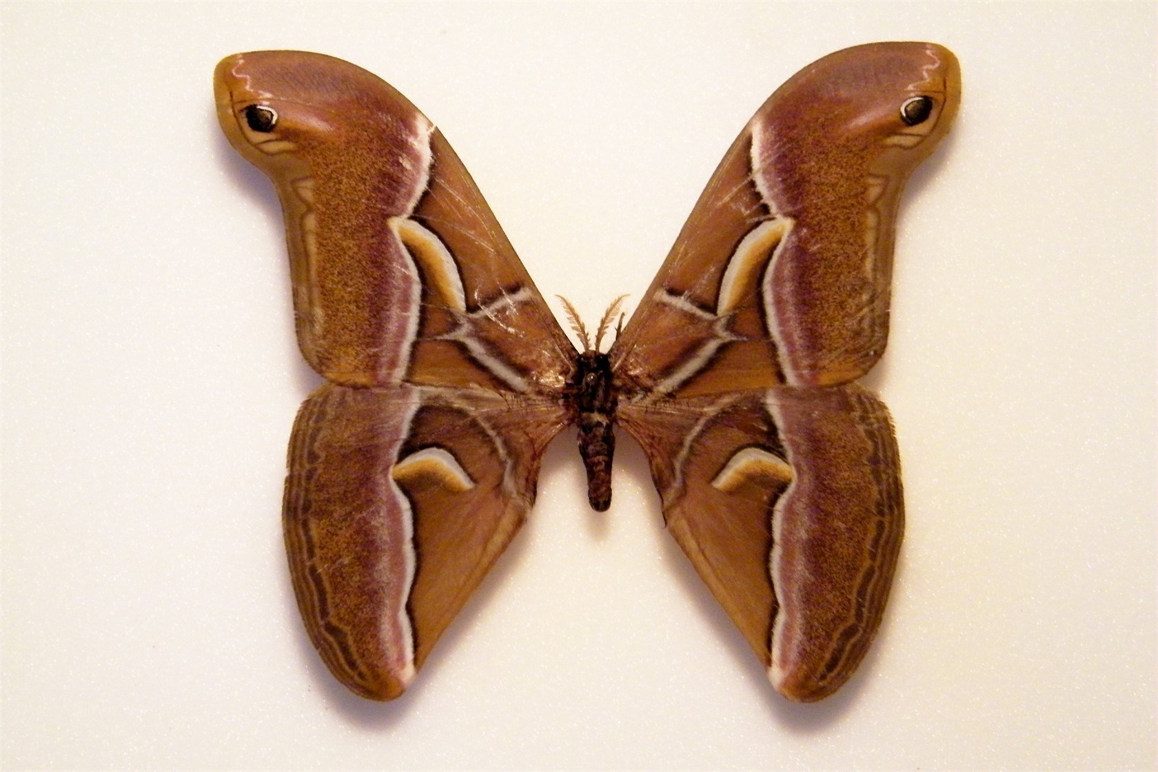 Samia cynthia cynthia AILANTHUS SILKMOTH Asia - World of Butterflies ...