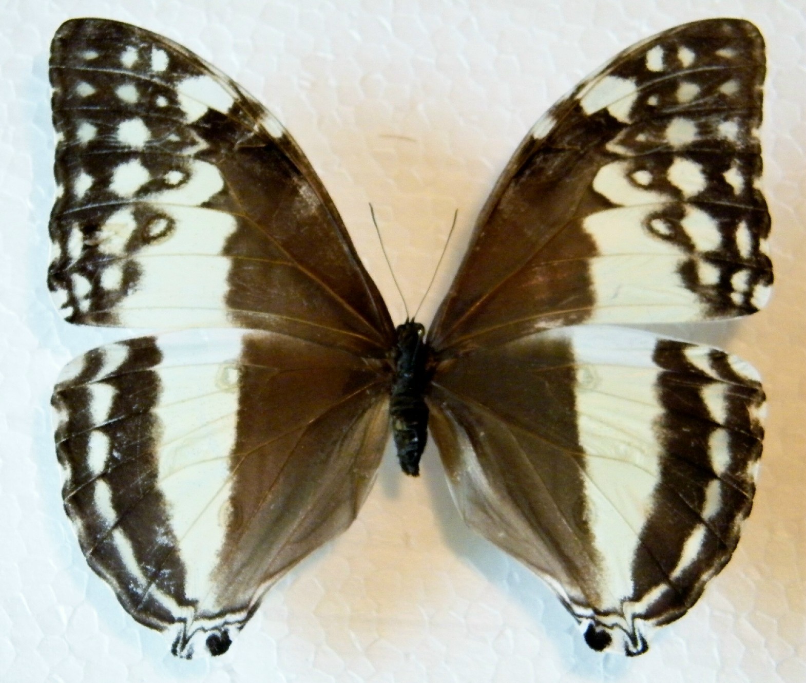 Morpho marcus (adonis) intermedia PERU - World of Butterflies and Moths
