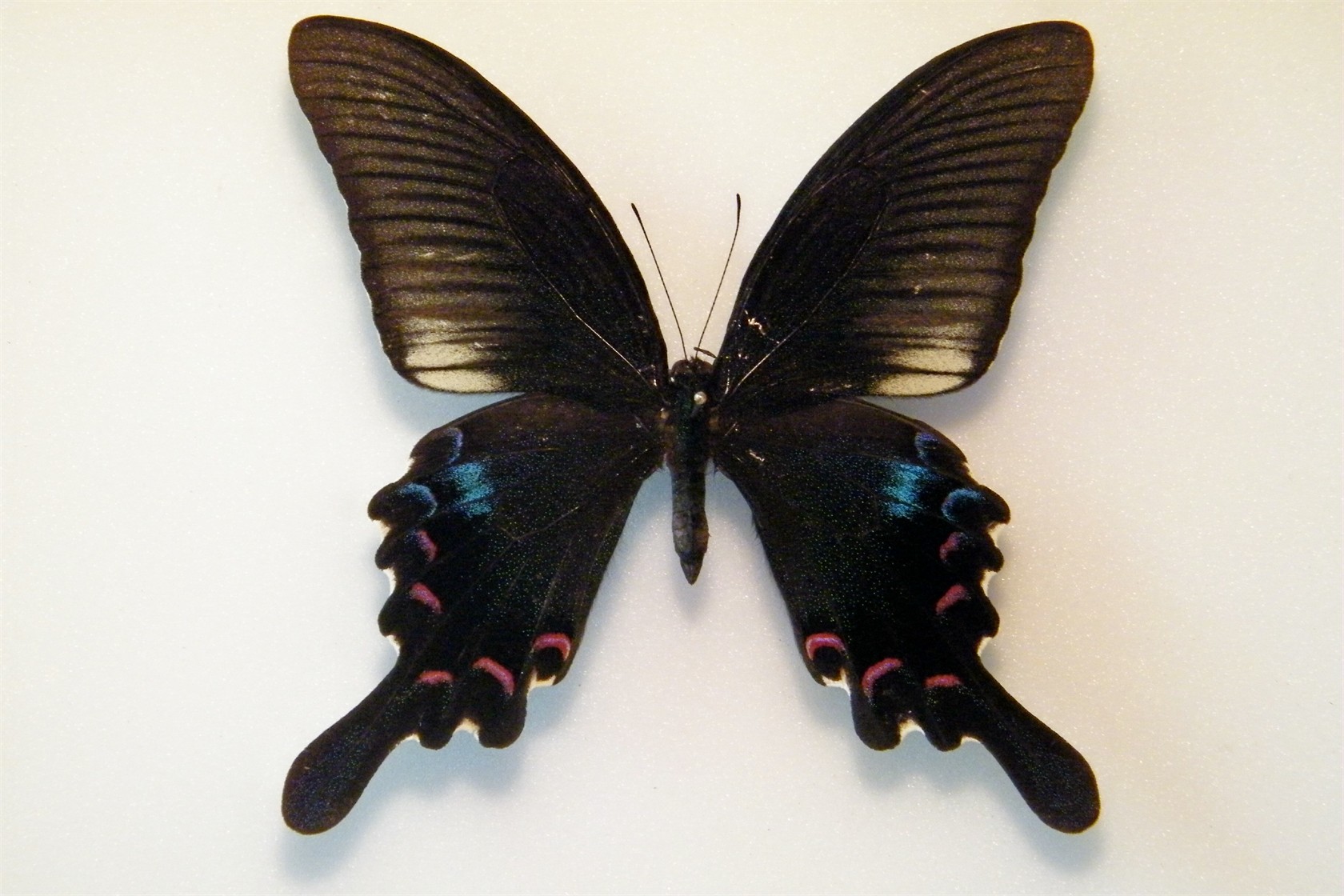 papilio polyctor stockleyi THAILAND - World of Butterflies and Moths