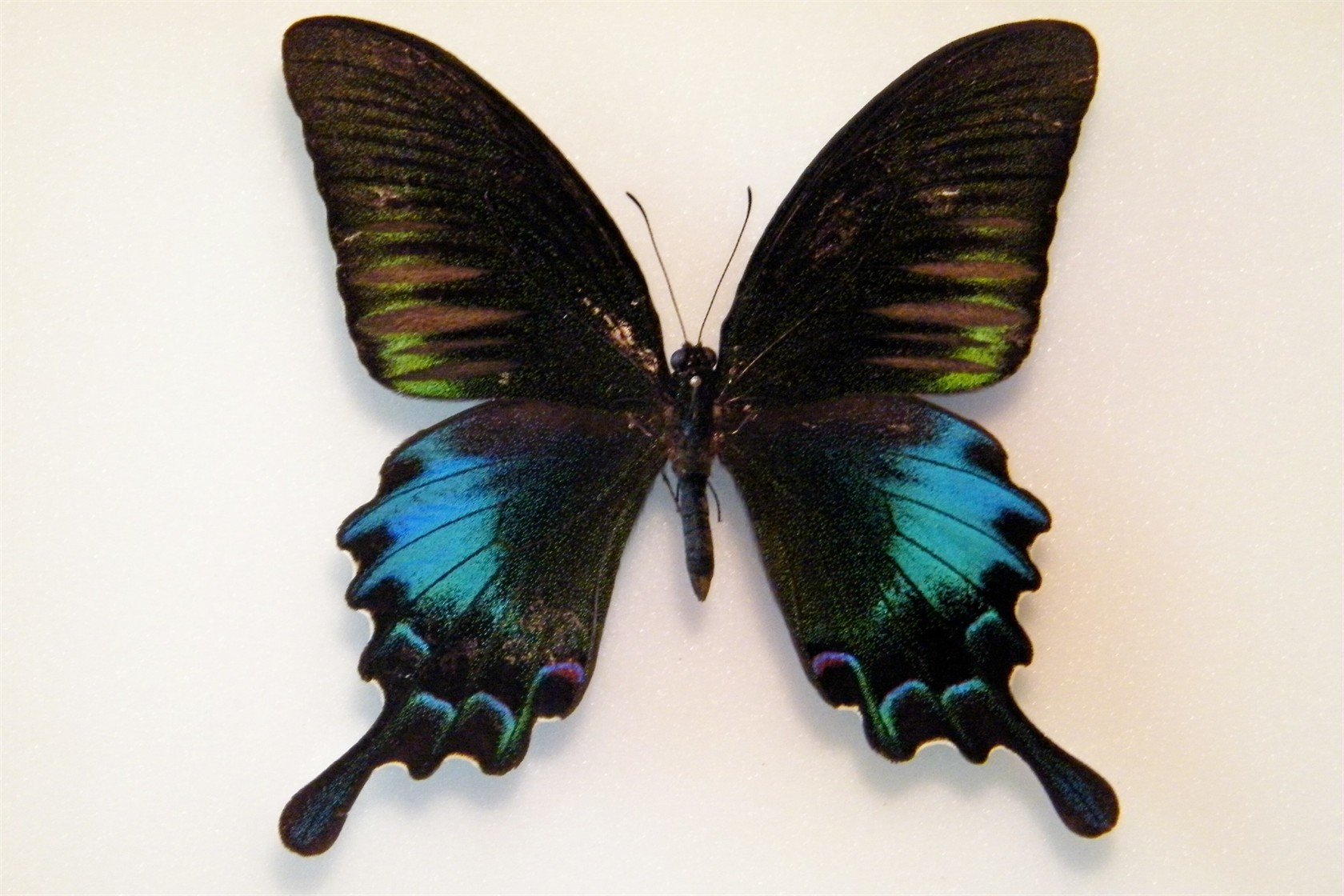 Papilio polyctor pinratanai THAILAND - World of Butterflies and Moths