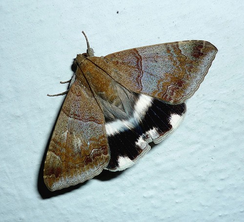 White Underwing (A.janata) - World of Butterflies and Moths