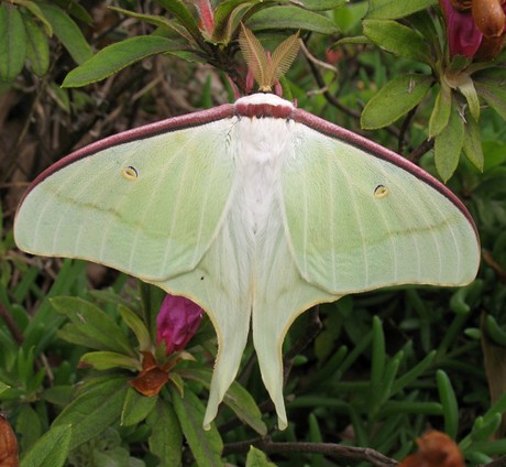 Korean Moon Moth (A.artemis) - World of Butterflies and Moths