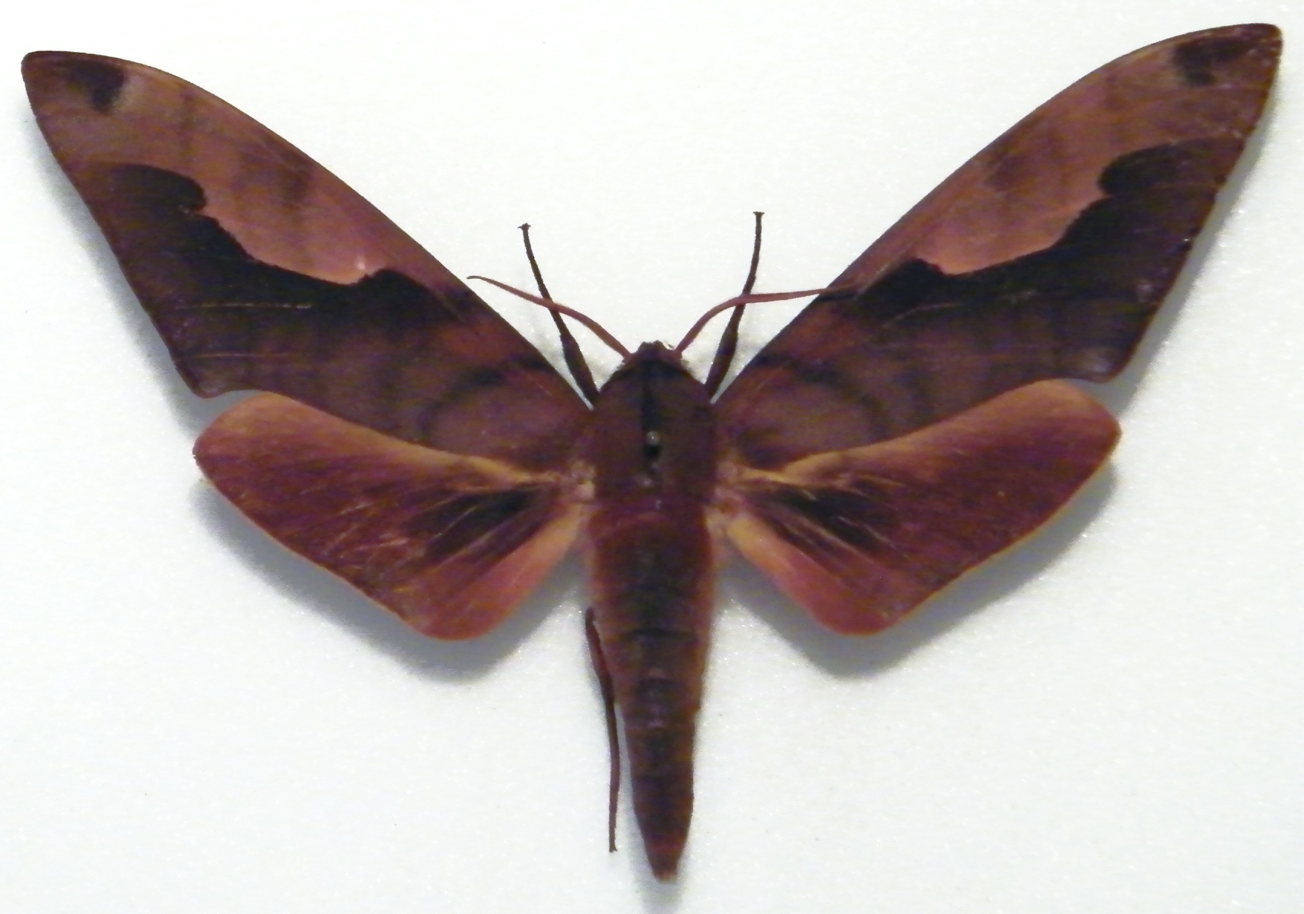 Clanis titan THAILAND - World of Butterflies and Moths