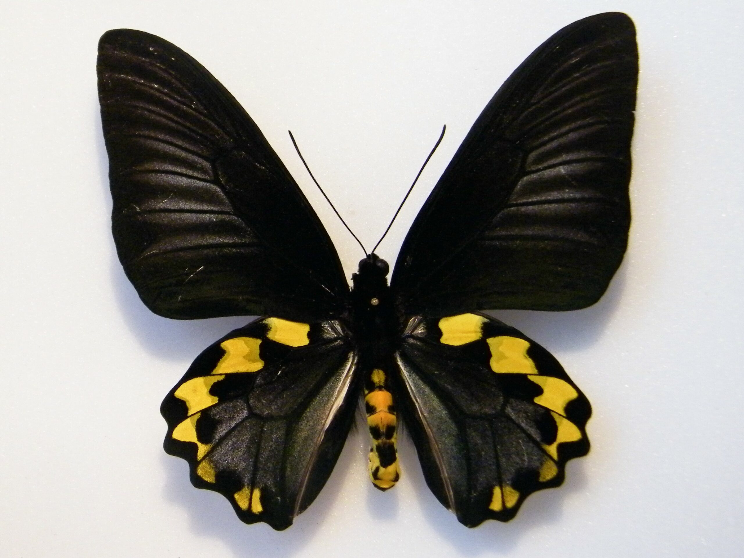 Troides hypolitus AUSTRAILIA - World of Butterflies and Moths