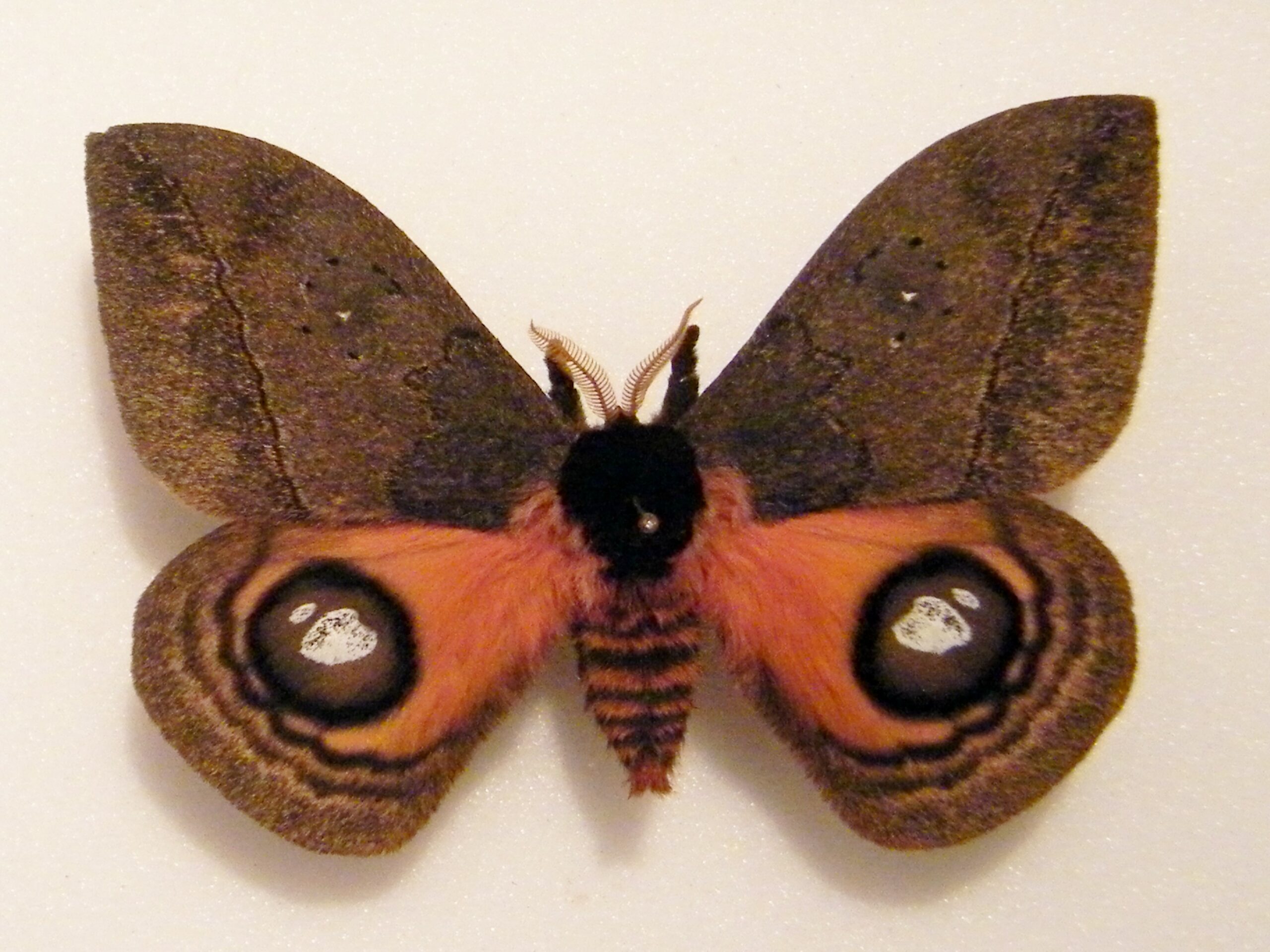 Automeris illustris ARGENTINA - World of Butterflies and Moths