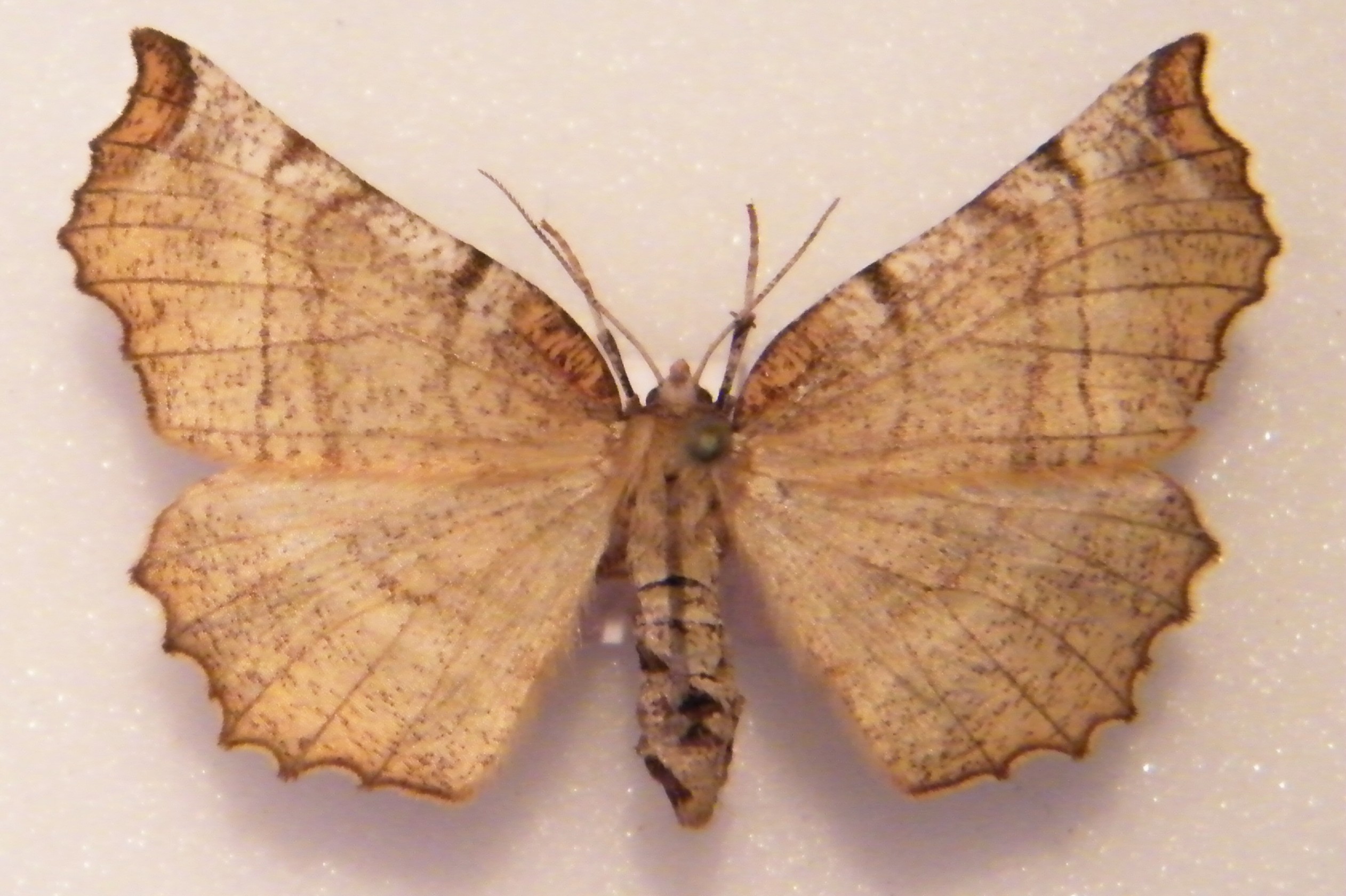 Selenia dentaria EARLY THORN - World of Butterflies and Moths