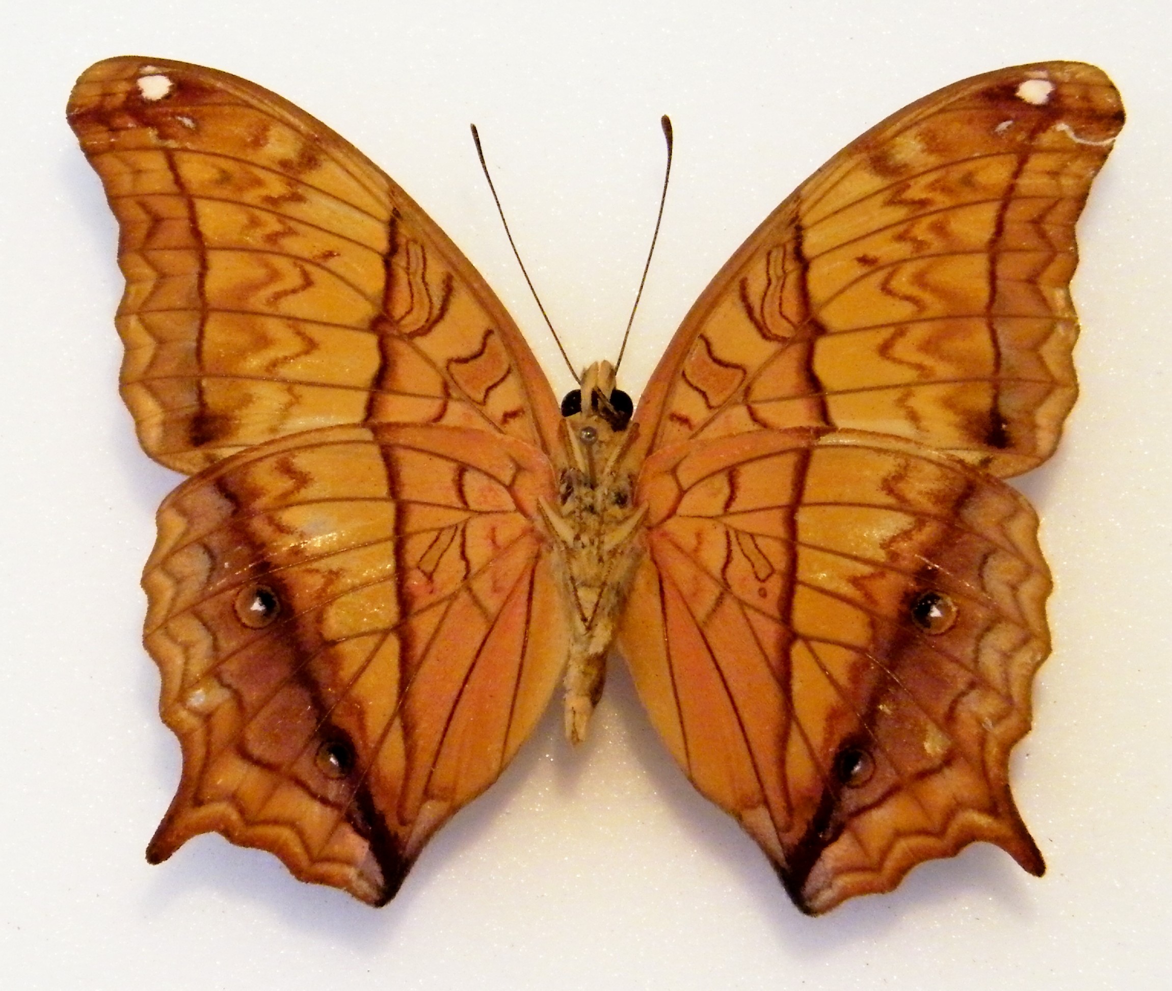 Vindula erota THAILAND - World of Butterflies and Moths