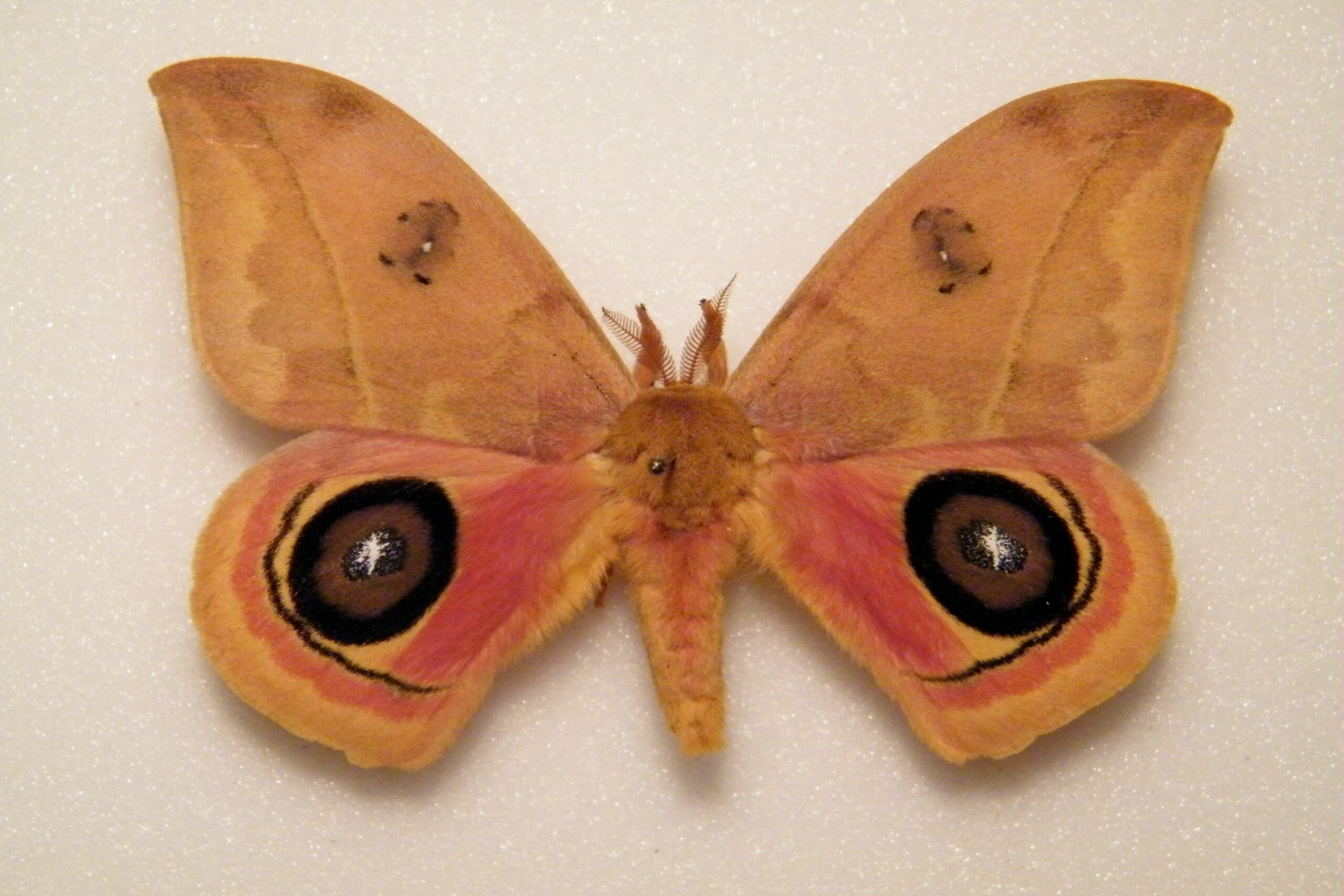 Automeris tridens PERU - World of Butterflies and Moths