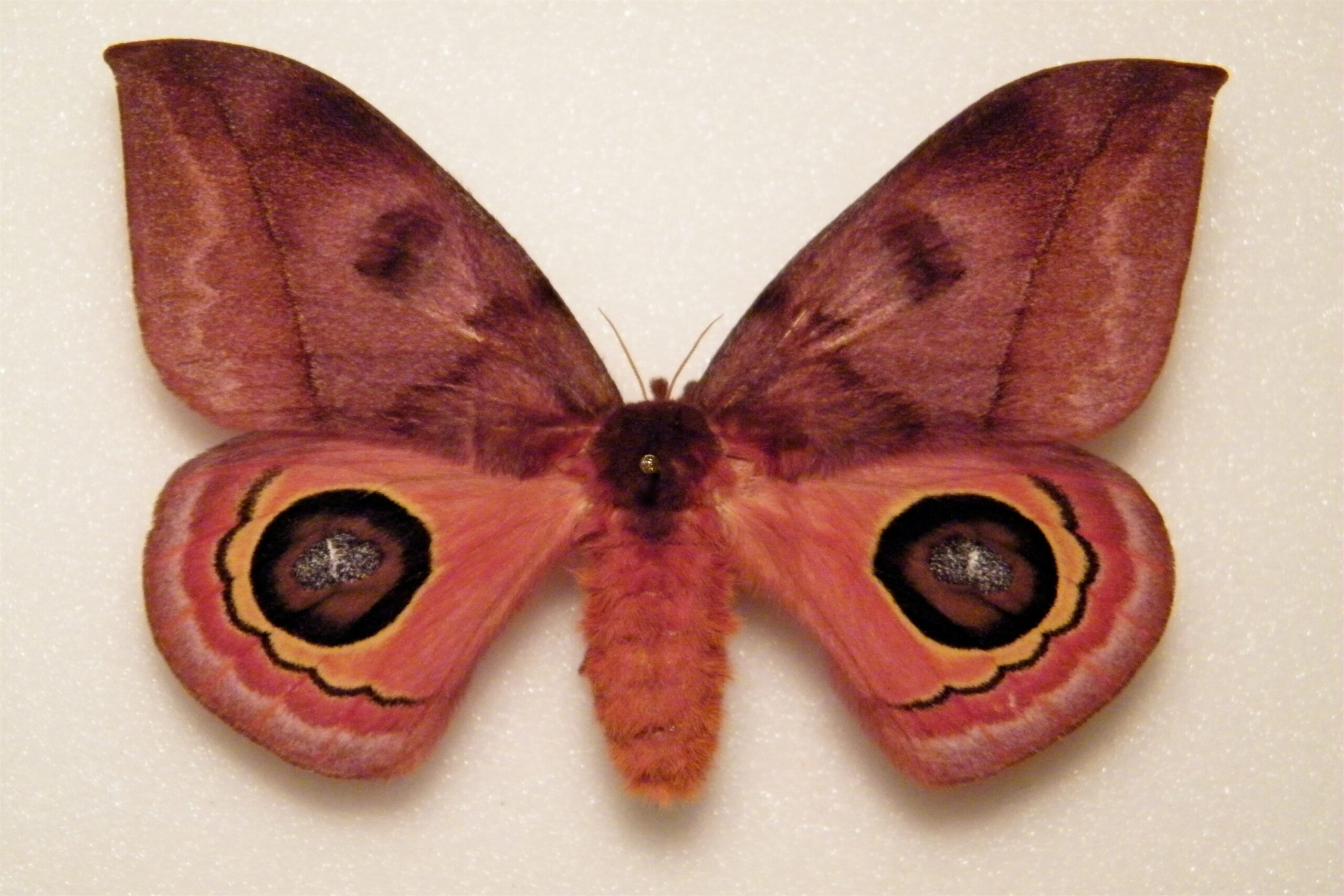 Automeris tridens PERU - World of Butterflies and Moths