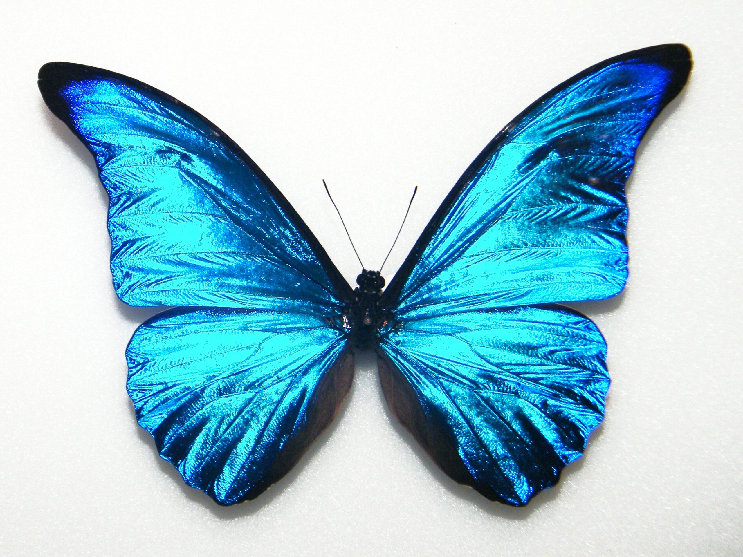 Morpho rhetenor mariajosianae PERU - World of Butterflies and Moths