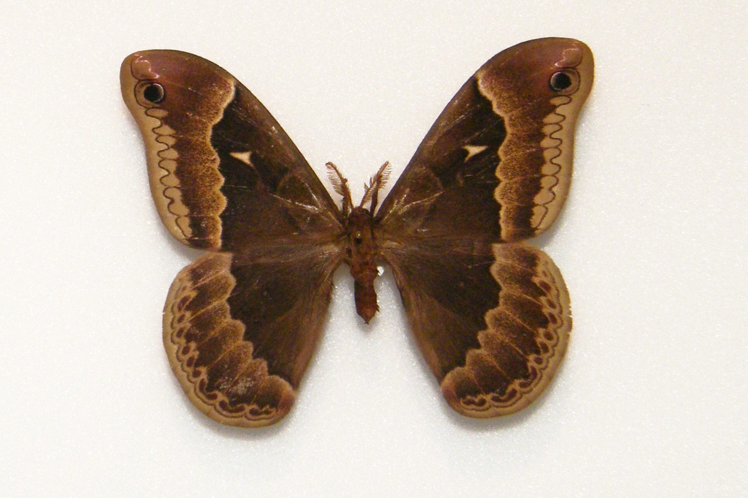 Callosamia angulifera Tuliptree silkmoth USA - World of Butterflies and ...