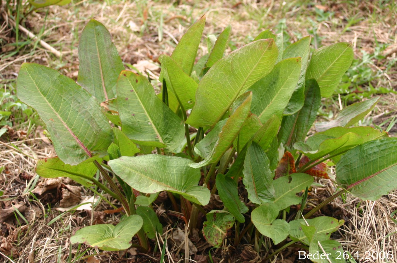 Common Dock - World of Butterflies and Moths
