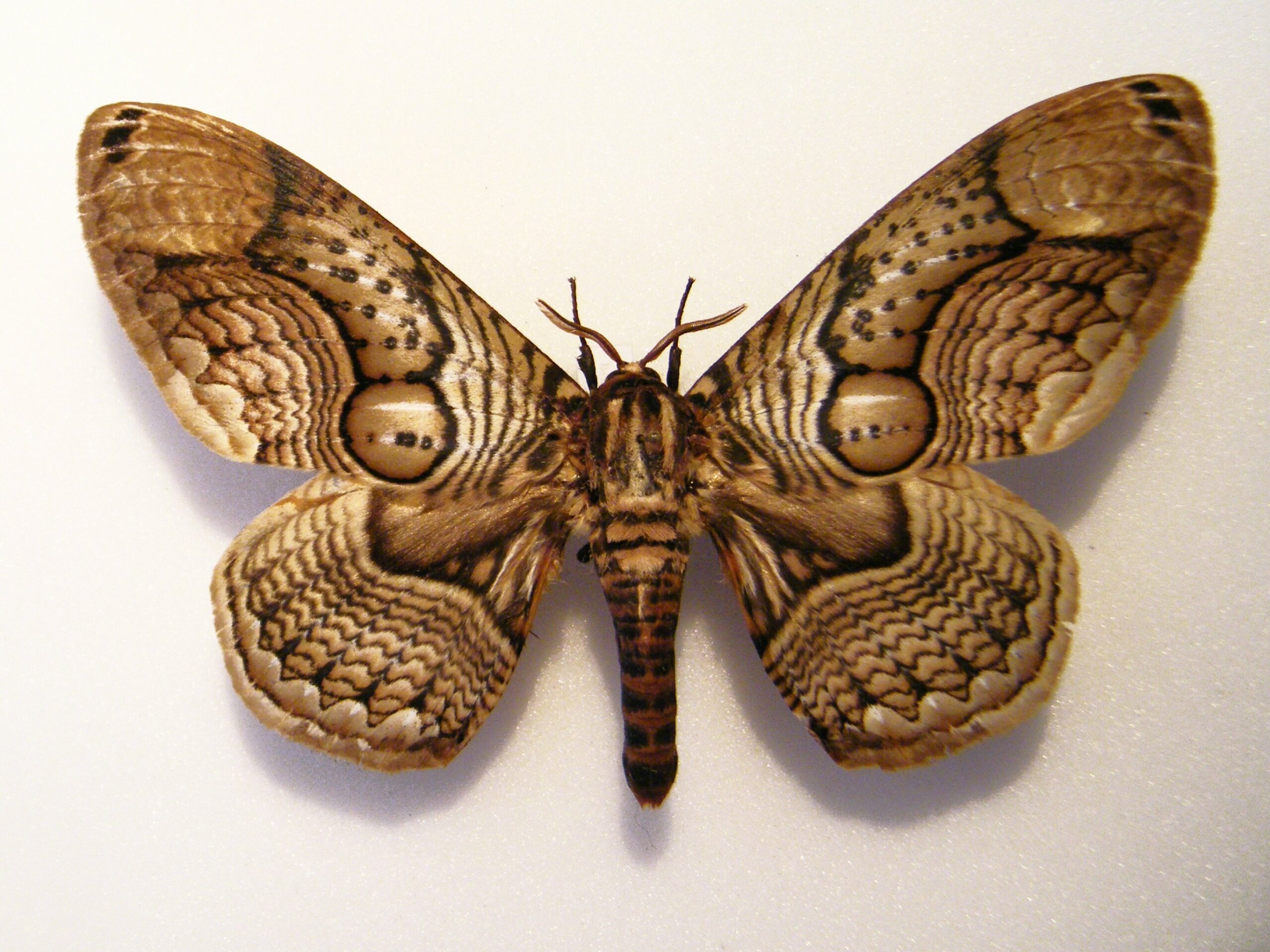 Brahmaea hearseyi THAILAND - World of Butterflies and Moths