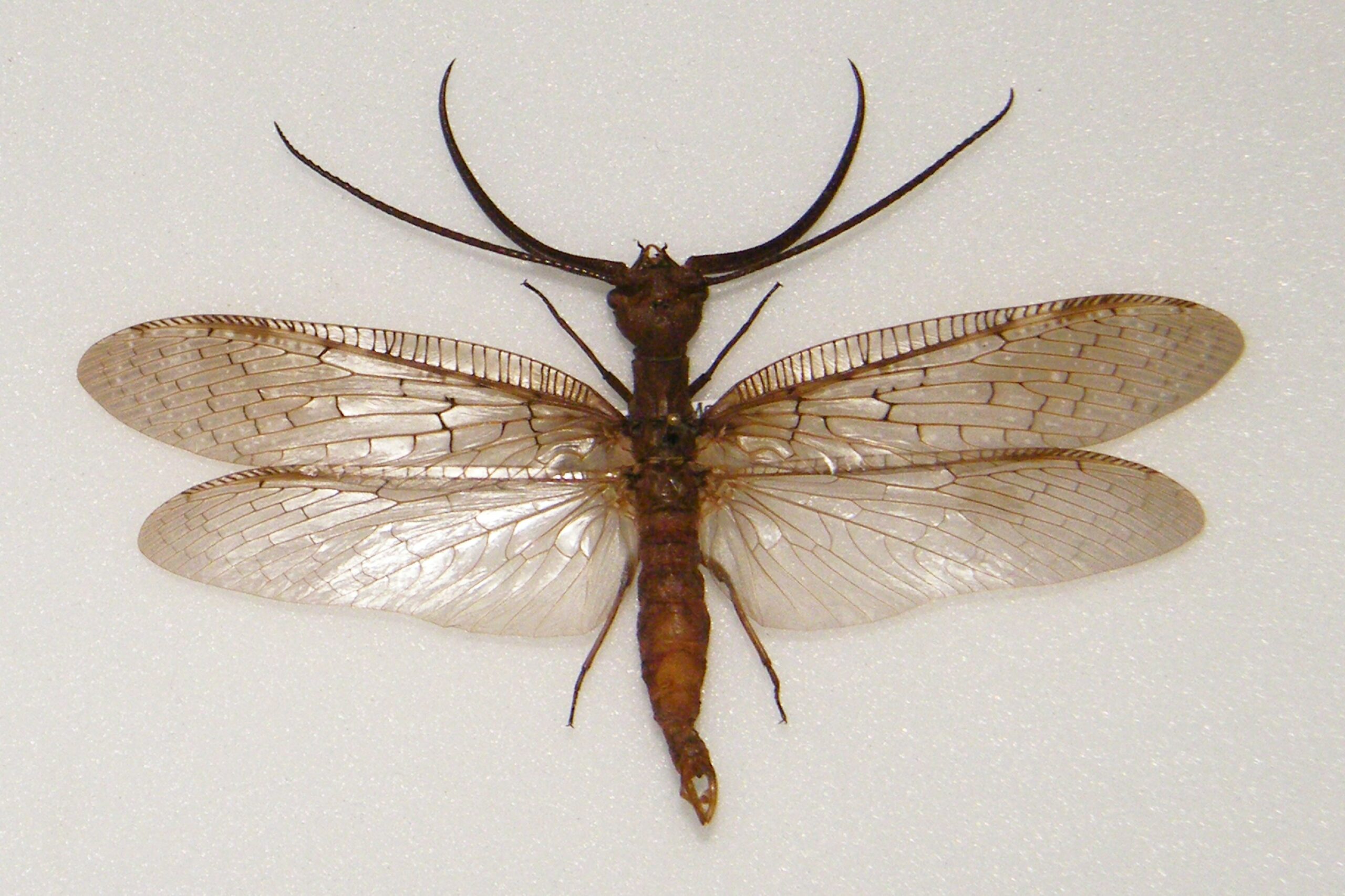 Dobsonfly (C.cornutus) GUATEMALA - World of Butterflies and Moths
