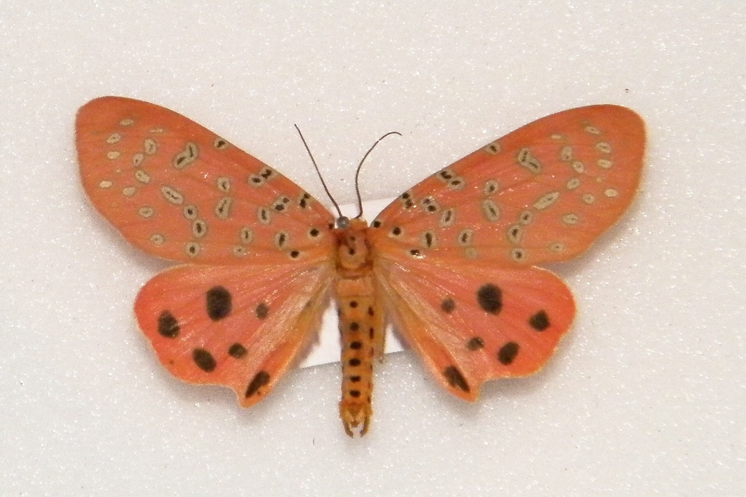 Argina argus THAILAND - World of Butterflies and Moths