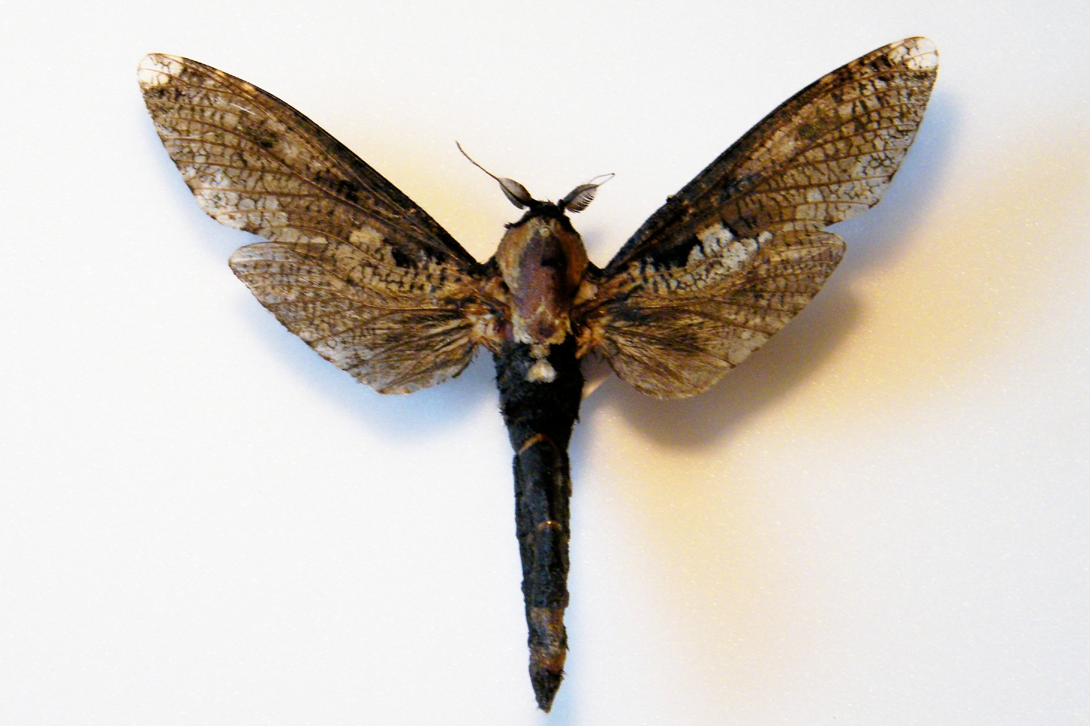 Cossidae Xyleutes persona THAILAND - World of Butterflies and Moths