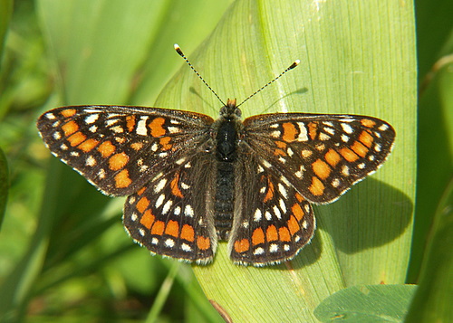 Scarce Fritillary (E.maturna) - World of Butterflies and Moths