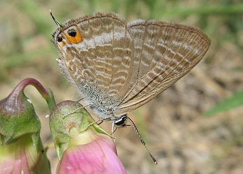 Long Tailed Blue Butterfly (L.boeticus) - World of Butterflies and Moths