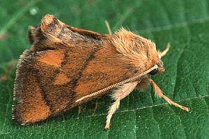 Festoon (A.limacodes) - World of Butterflies and Moths