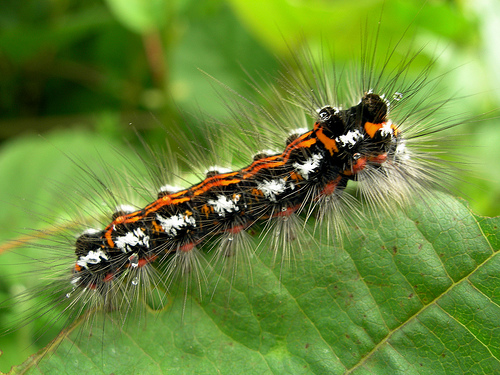 Yellow Tail Moth (E.similis) - World of Butterflies and Moths