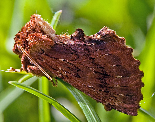 Coxcomb Prominent (Ptilodon capucina ) - World of Butterflies and Moths