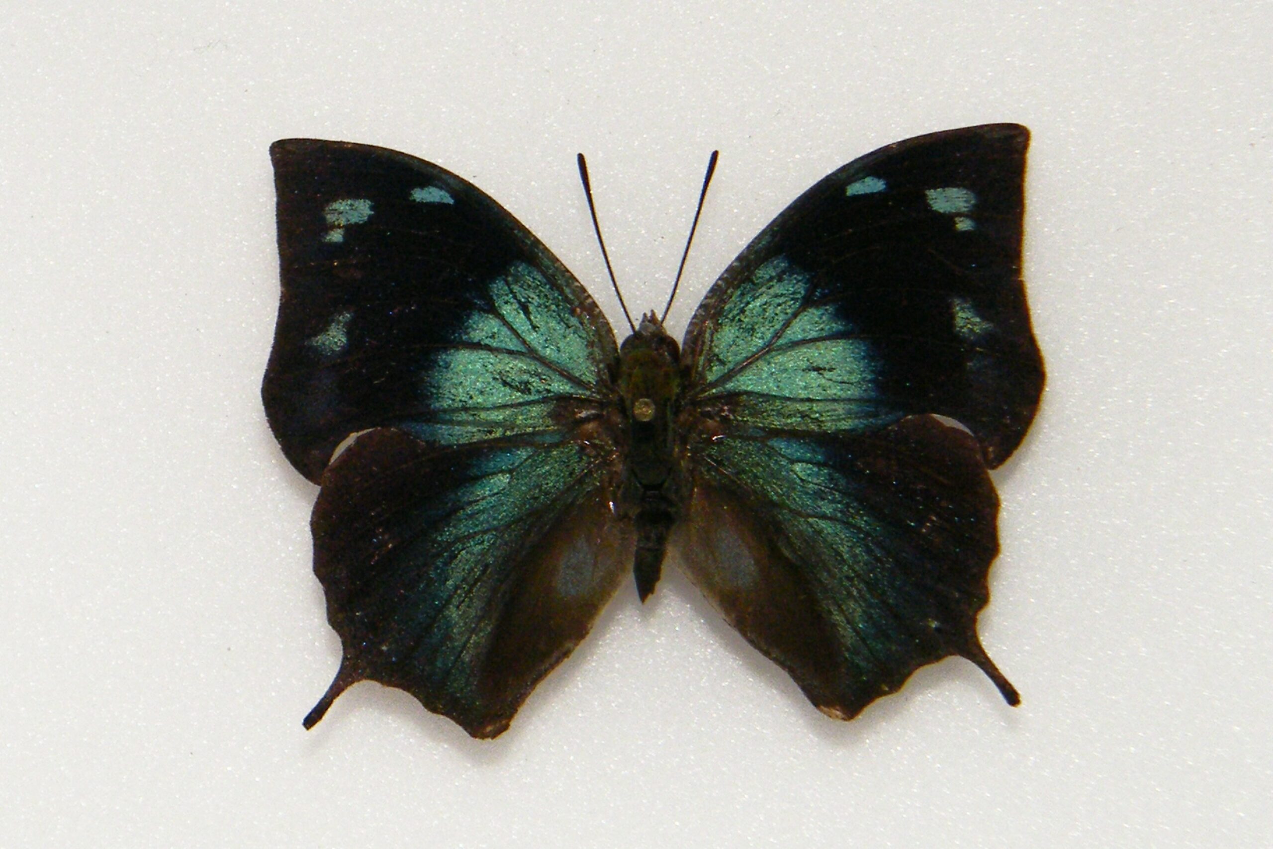 Anaea alberta PERU - World of Butterflies and Moths