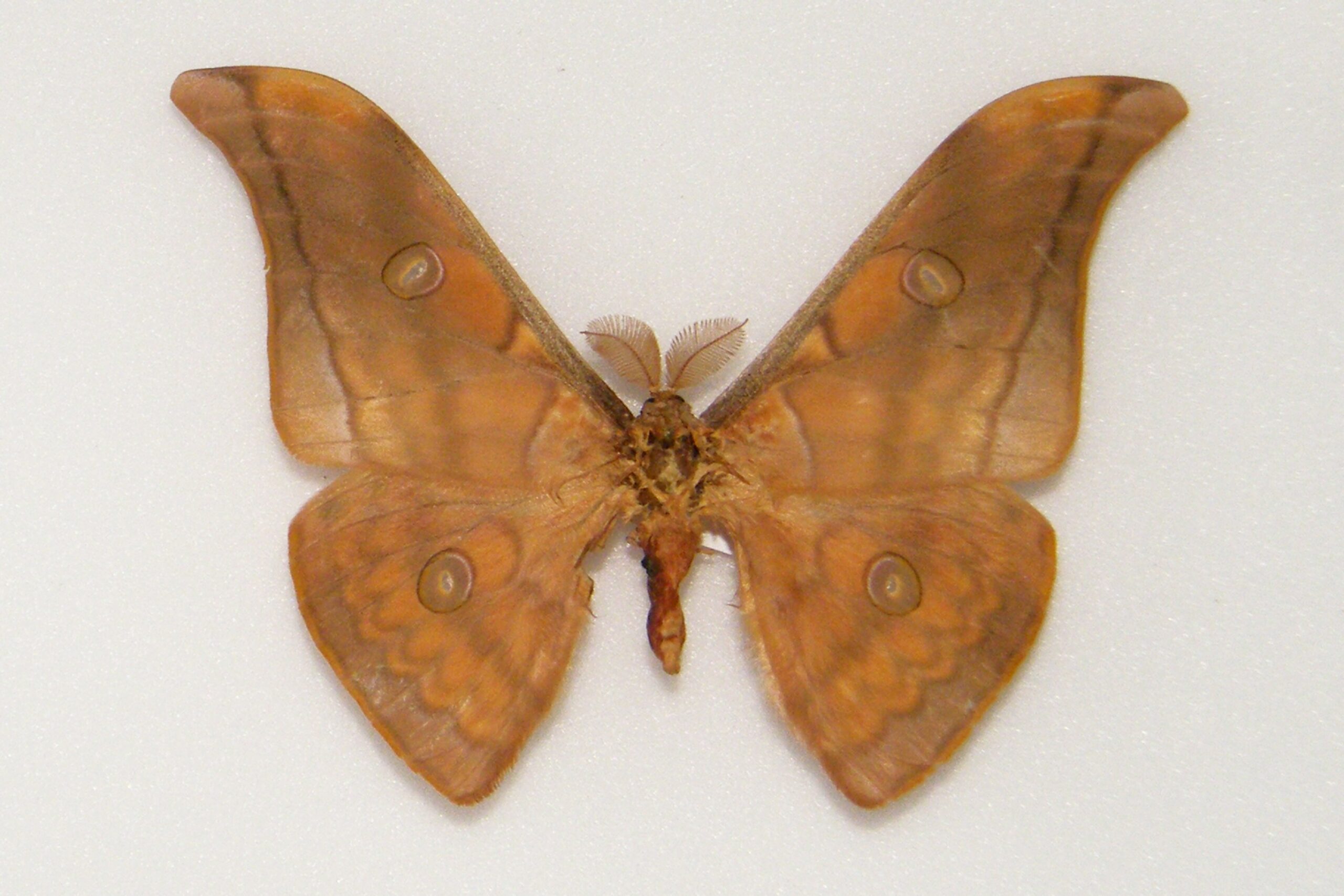 Antheraea semperi semperi PHILIPPINES - World of Butterflies and Moths