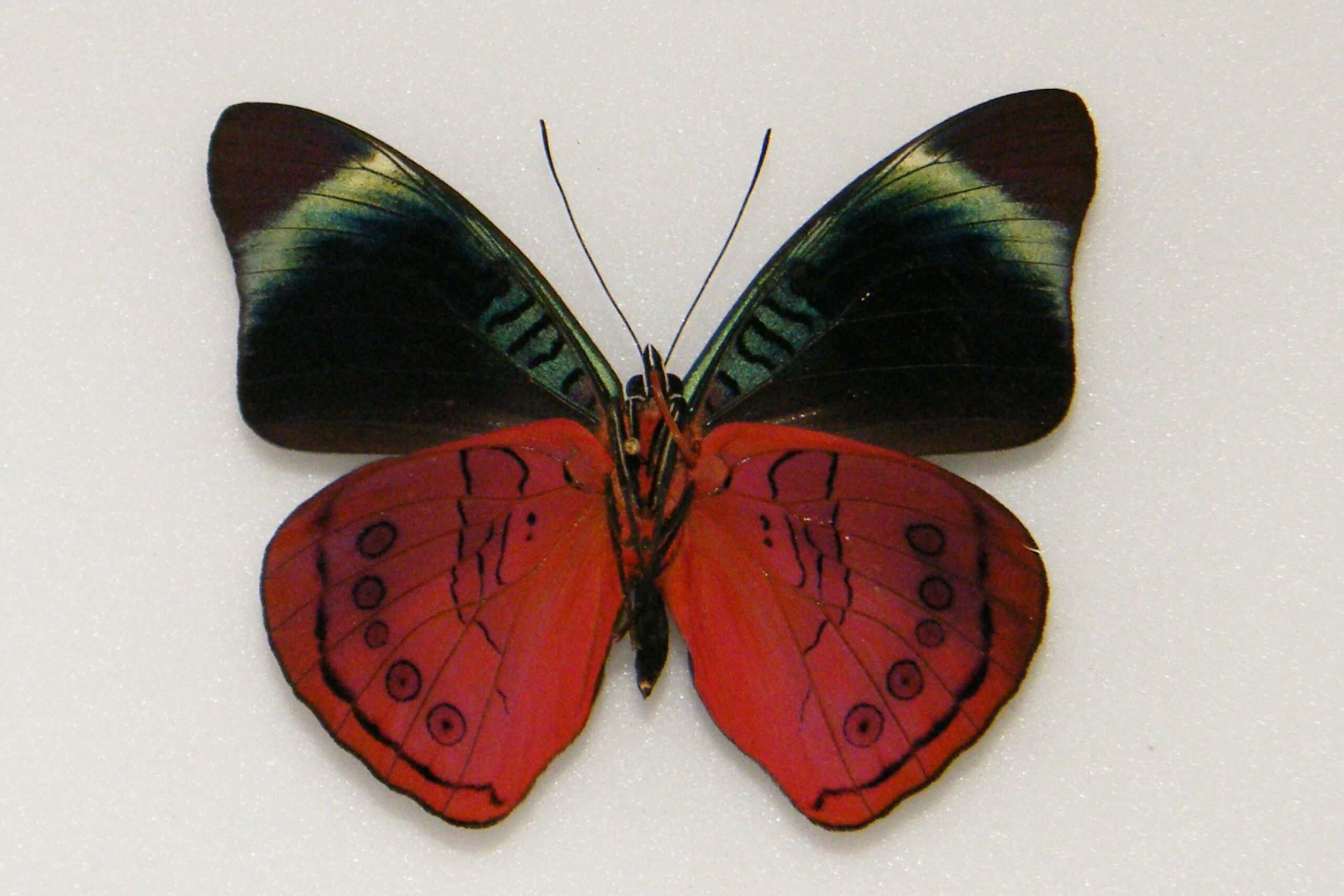 Panacea procilla PERU - World of Butterflies and Moths