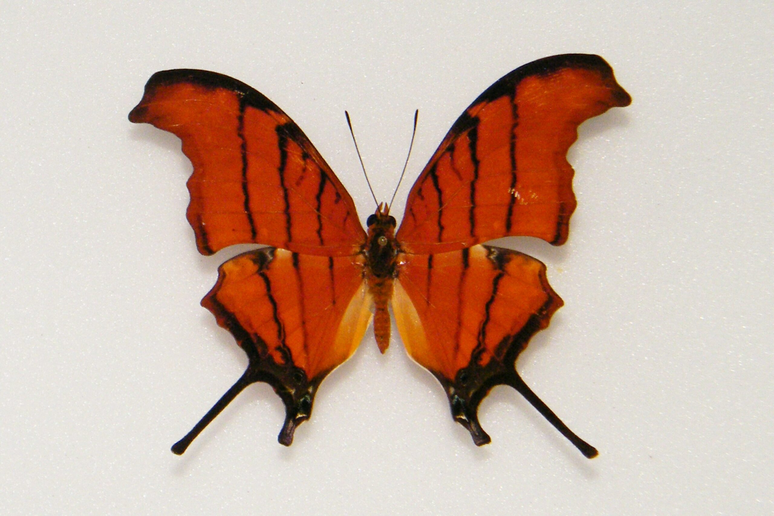 Marpesia petreus Ruddy Daggerwing MEXICO - World of Butterflies and Moths