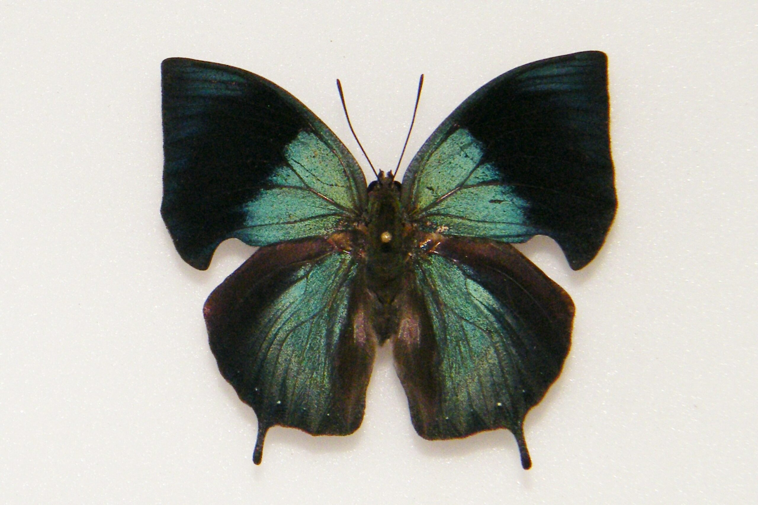 Anaea philumena PERU - World of Butterflies and Moths