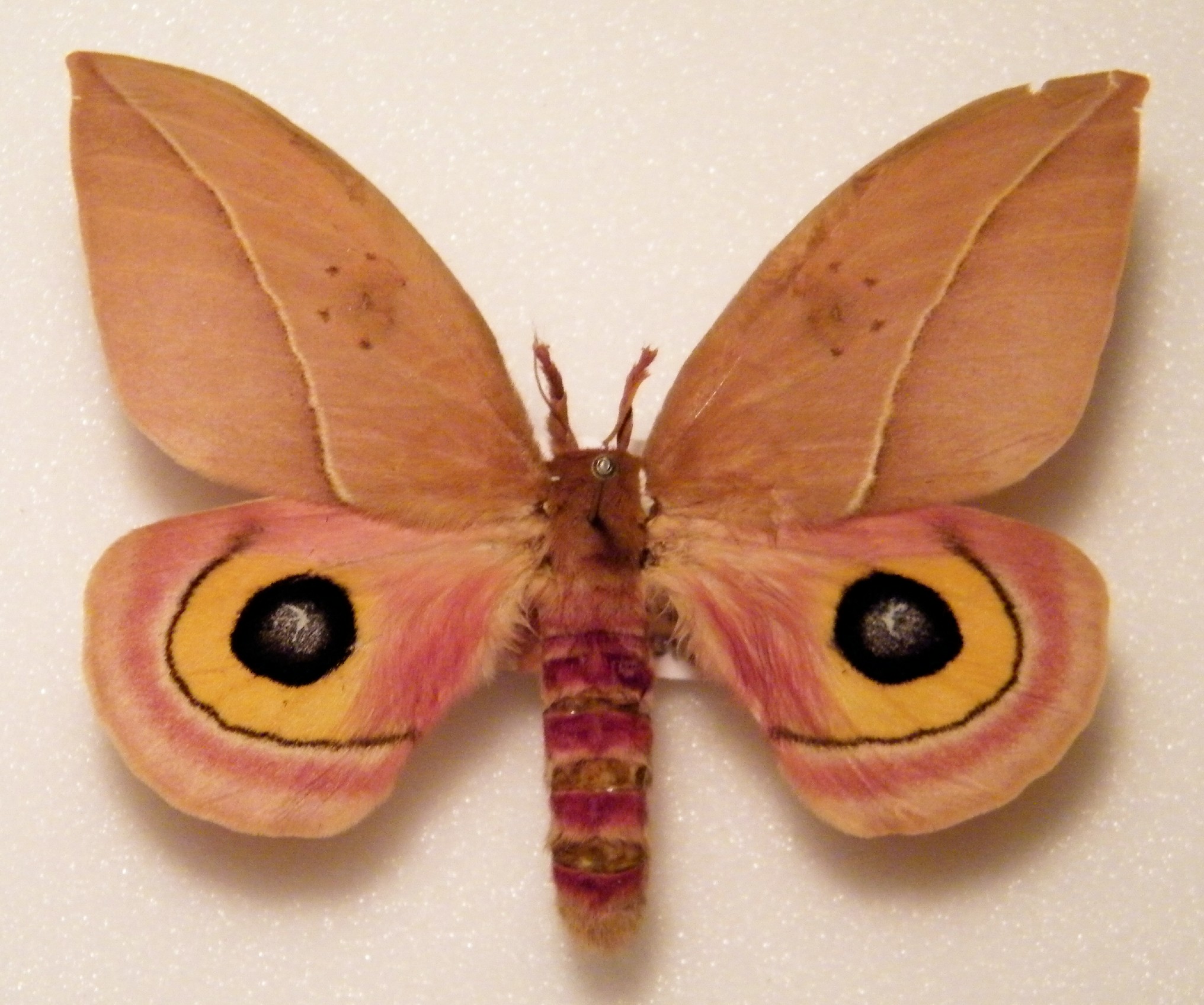 Automeris pamina ARGENTINA - World of Butterflies and Moths