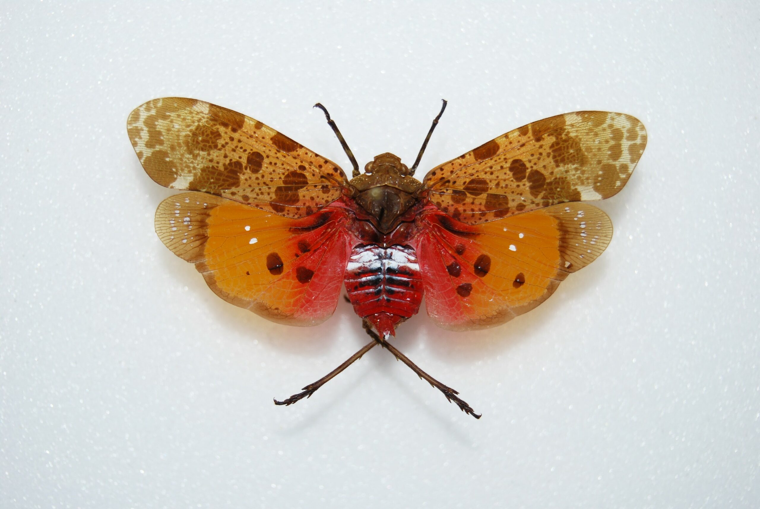 Penthicodes caja THAILAND - World of Butterflies and Moths