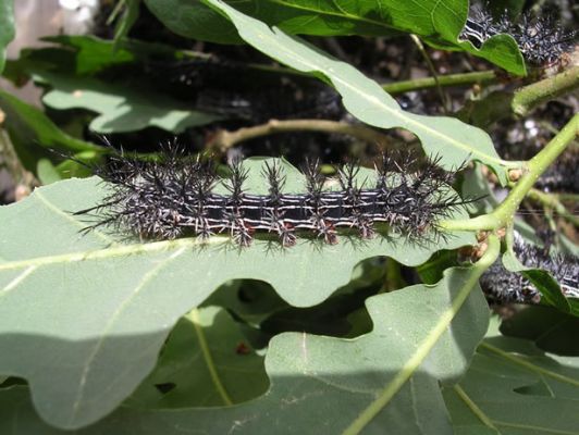 Pamina Bulls Eye (Automeris pamina) - World of Butterflies and Moths