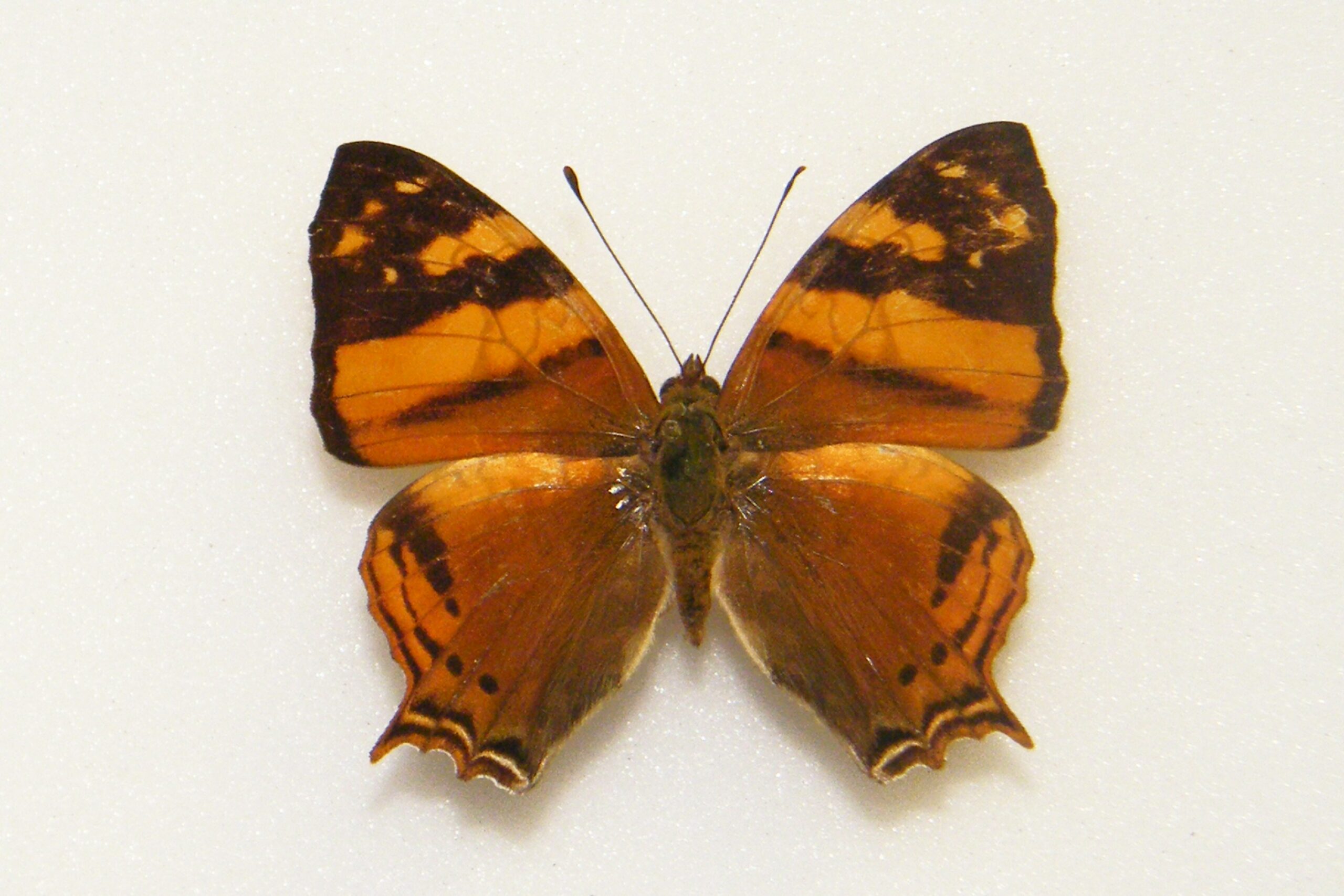 Hypanartia lethe PERU - World of Butterflies and Moths