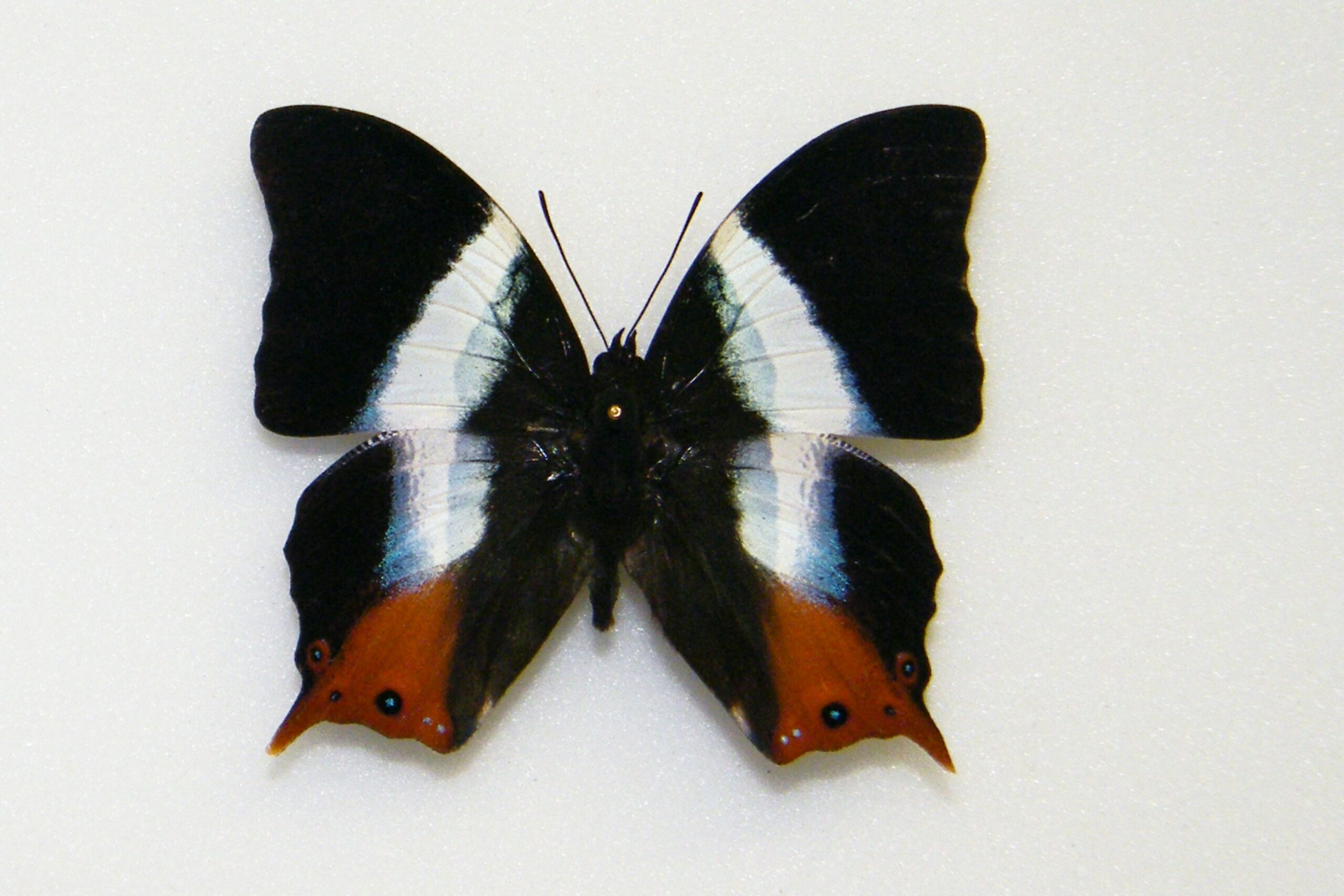 Palla decius C.A.R. - World of Butterflies and Moths
