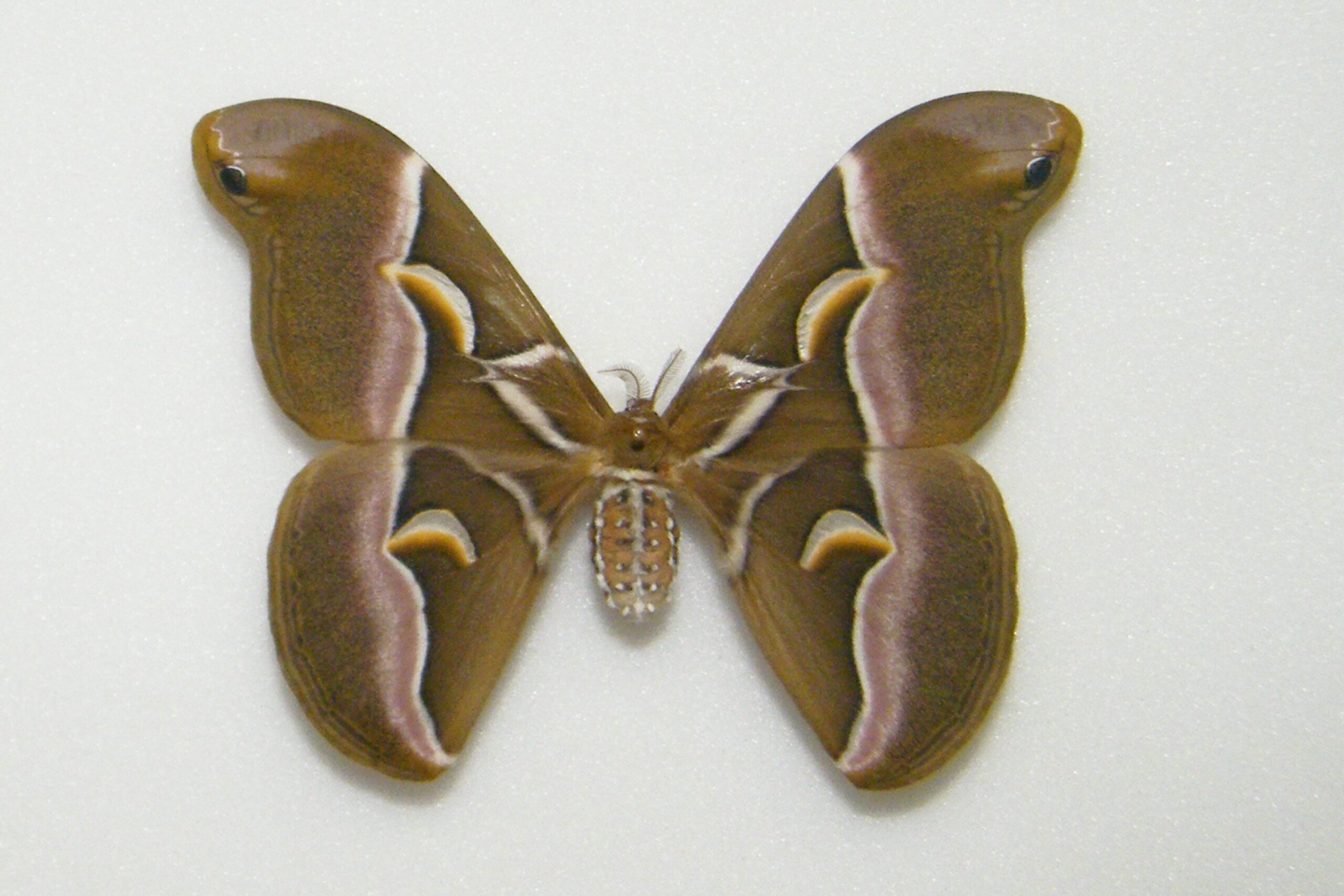 Samia cynthia advena USA - World of Butterflies and Moths