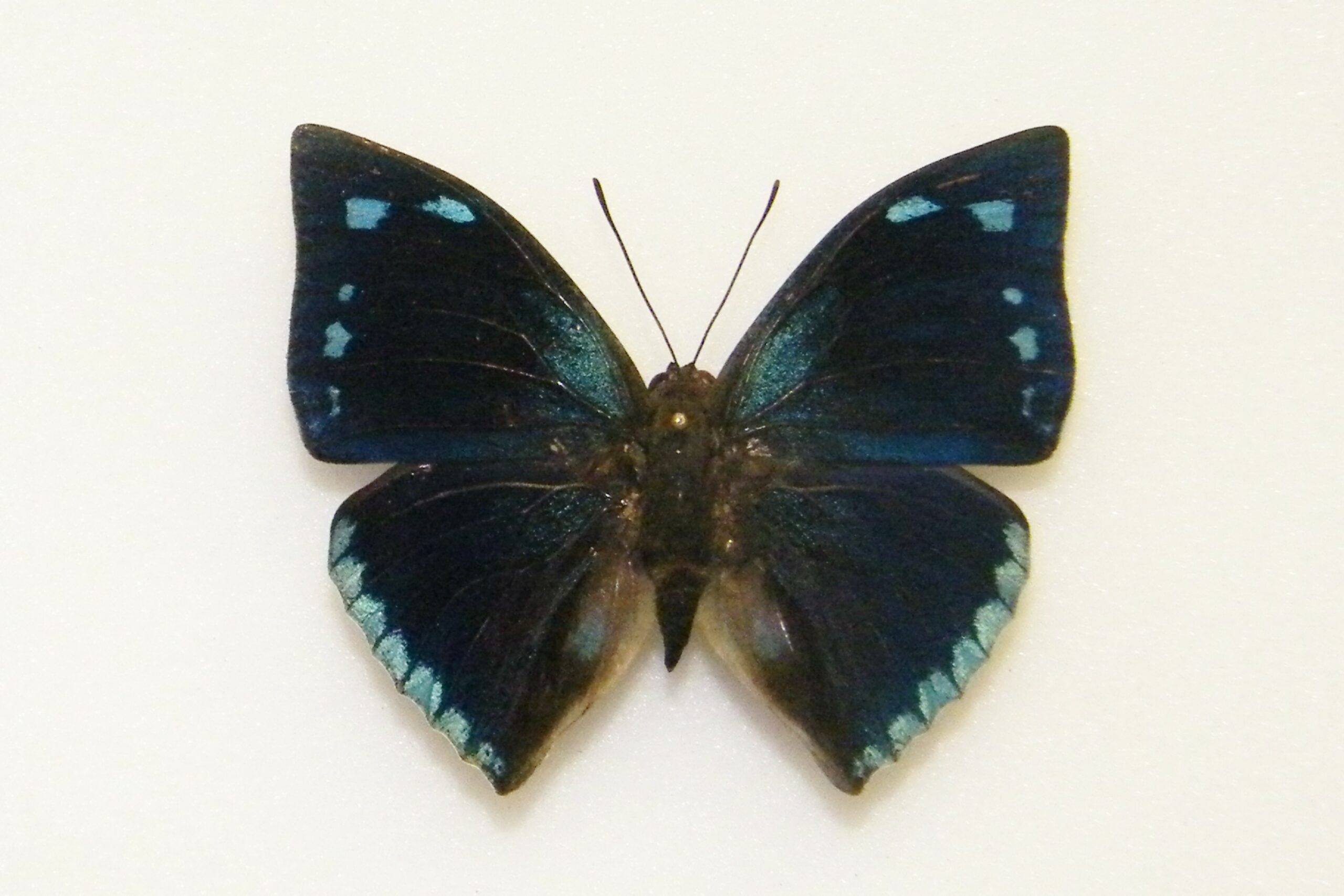 Anaea xenocrates PERU - World of Butterflies and Moths