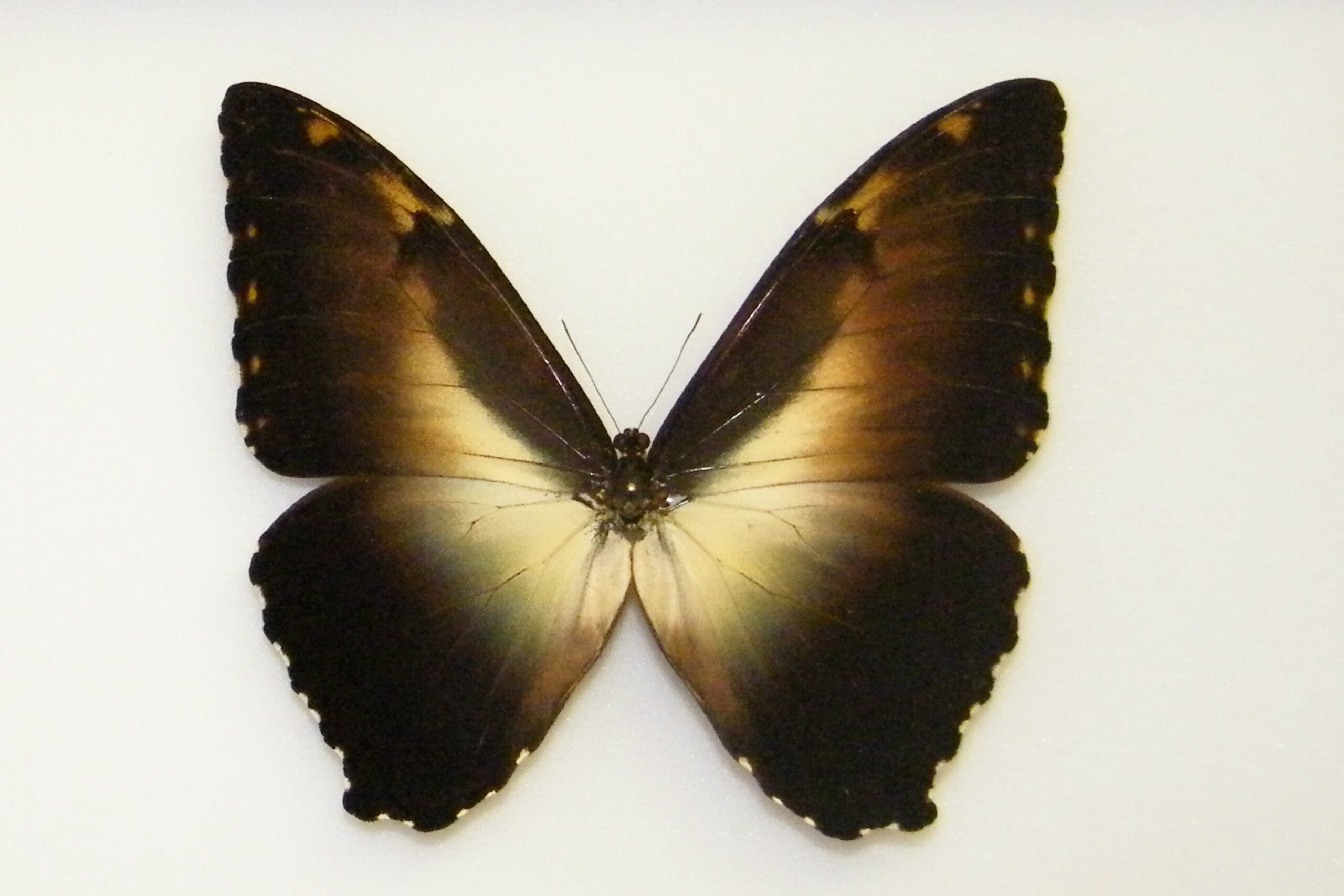 Morpho hecuba werneri PERU - World of Butterflies and Moths