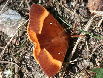 Oak Eggar Moth (L.quercus) - World of Butterflies and Moths